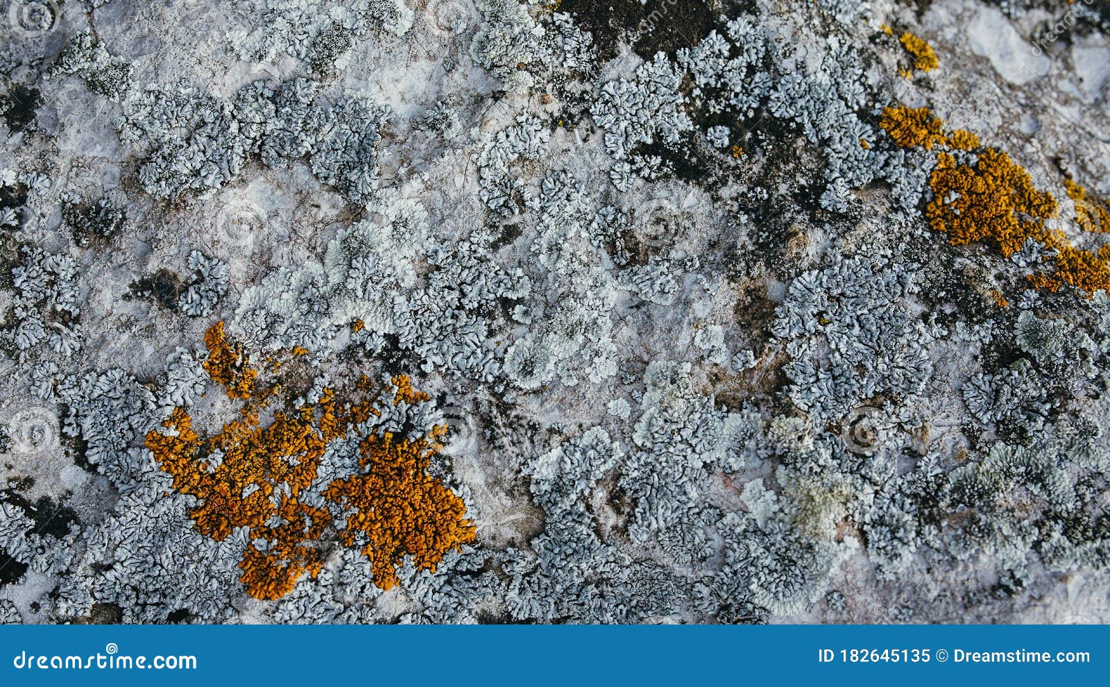 Surface of the Cave Rock Wall Stock Image - Image of detail, cave ...