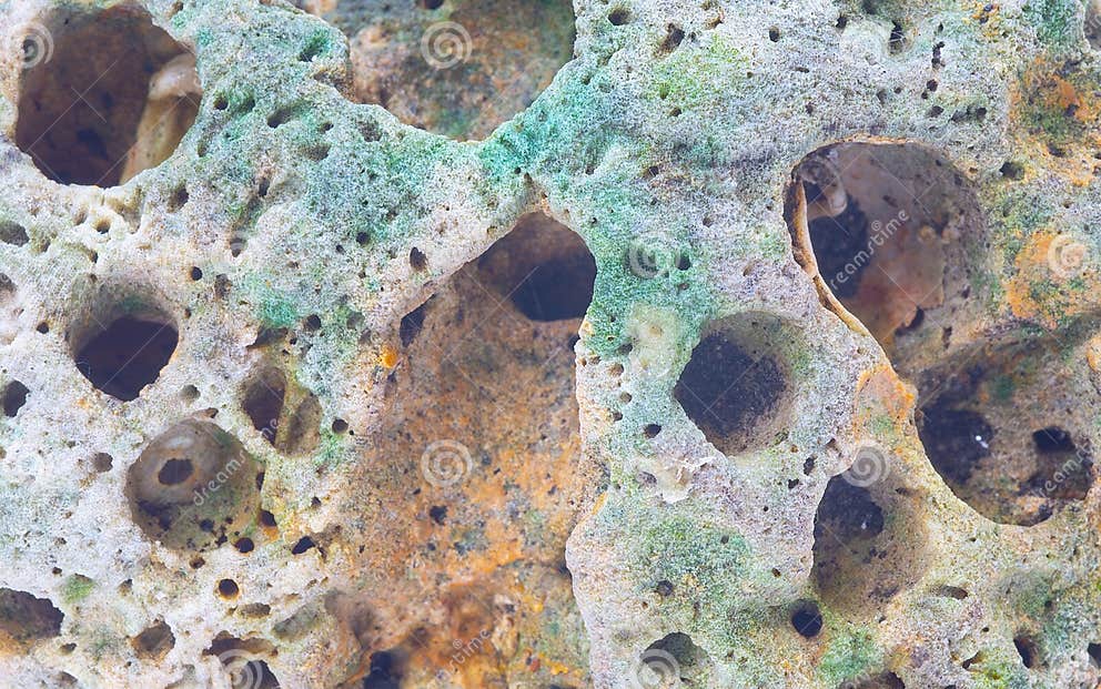 The Surface and Characteristics of Coral Reefs Stock Photo - Image of ...