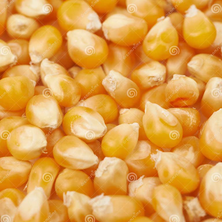 Surface Coated with Corn Kernels Stock Photo - Image of pile ...