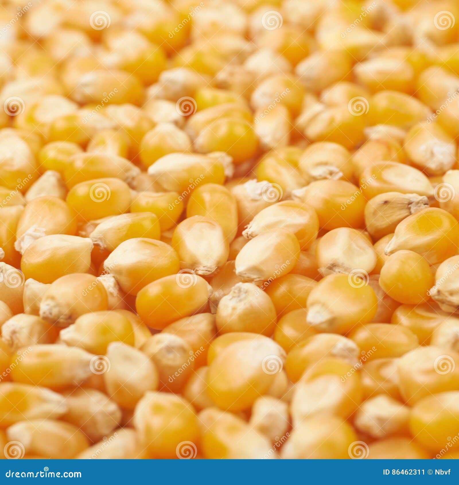 Surface Coated with Corn Kernels Stock Image - Image of golden, detail ...