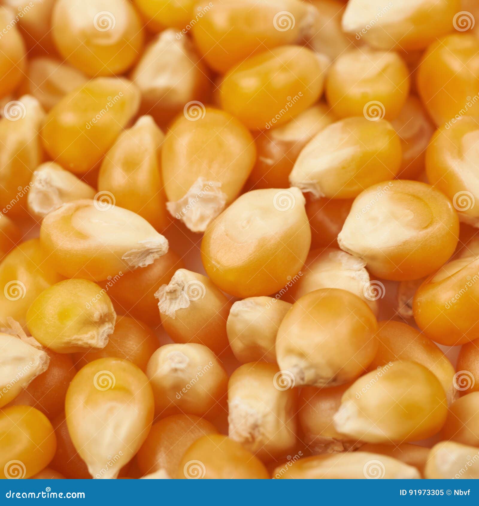 Surface Coated with Corn Kernels Stock Image - Image of background ...