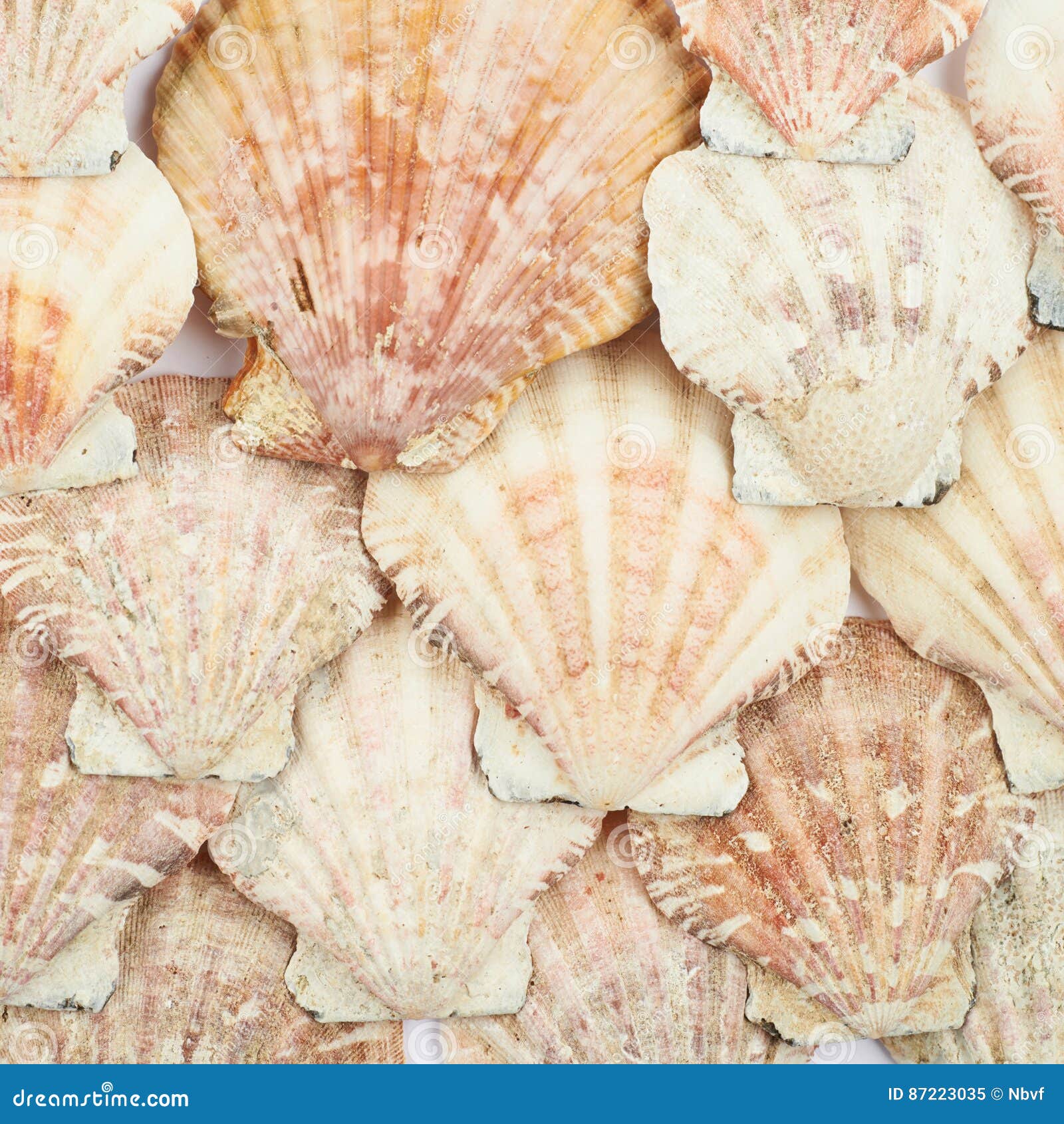Surface Coated with the Sea Shells Stock Image - Image of aquarium ...