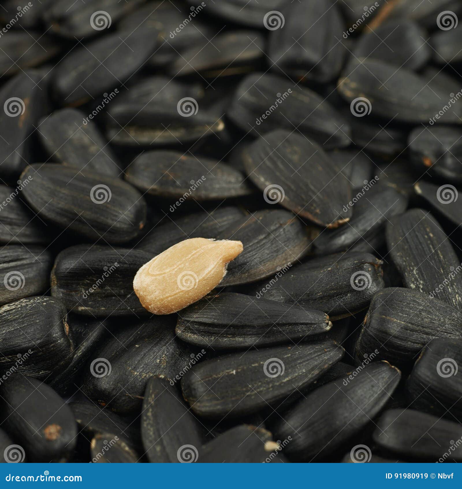Surface Coated with the Sunflower Seeds Stock Image - Image of season ...