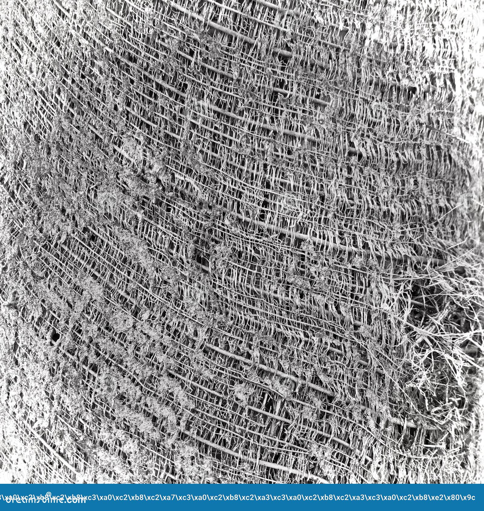 Surface Coconut Fiber on the Coconut Tree Stock Image - Image of ...