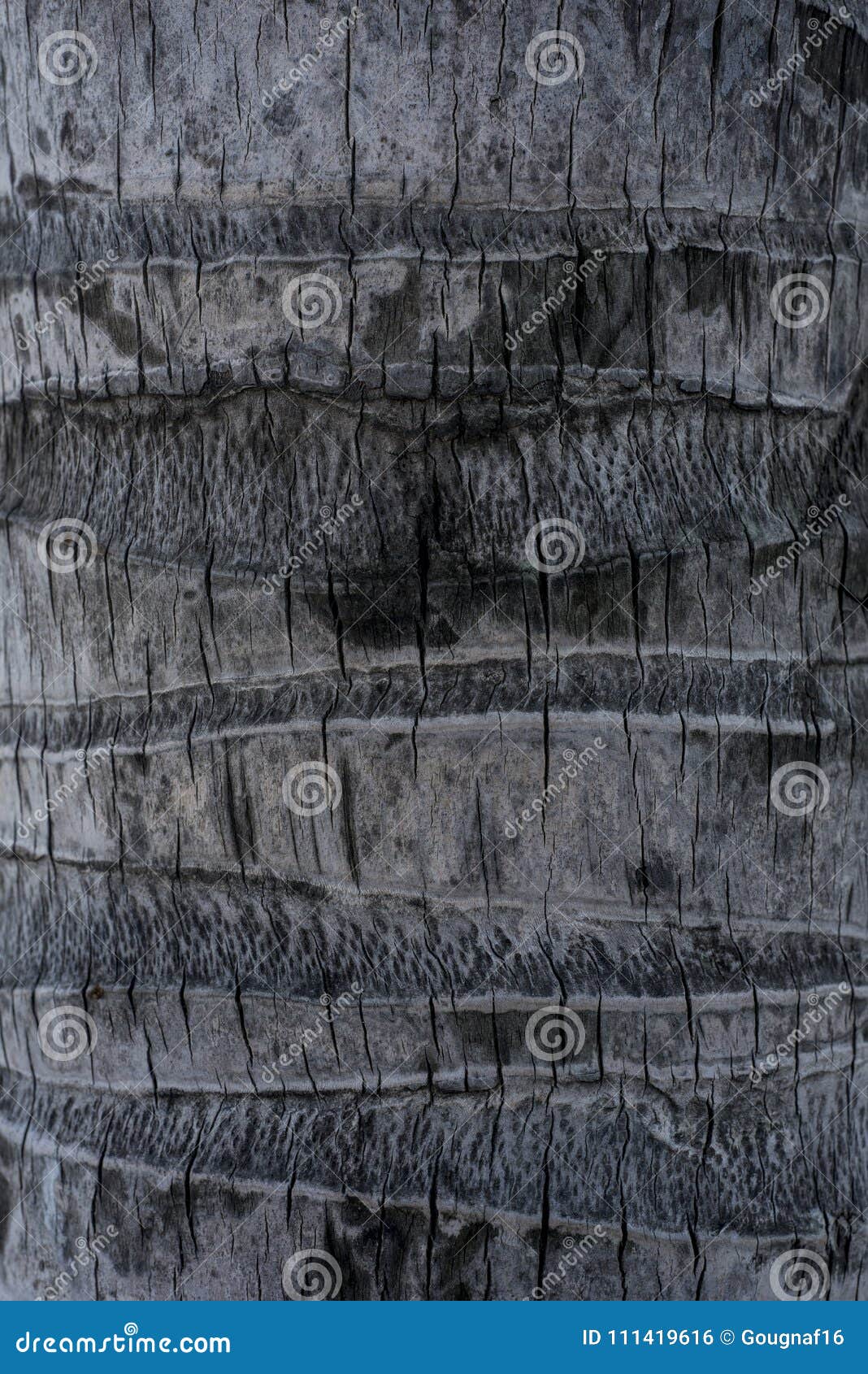 Surface of a Coconut Tree Bark Stock Photo - Image of wooden, trunk ...