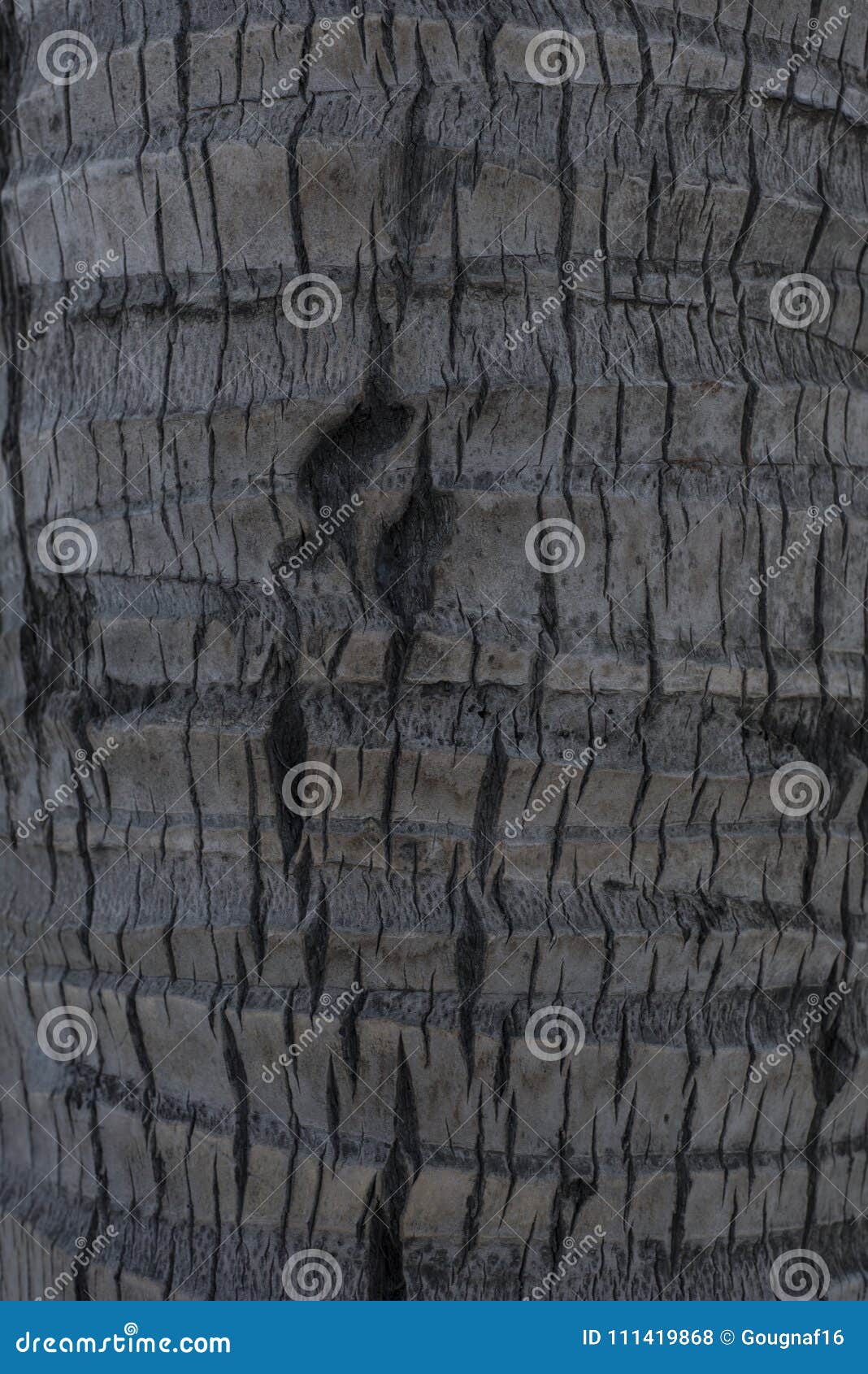 Surface of a Coconut Tree Bark Stock Photo - Image of abstract, aging ...