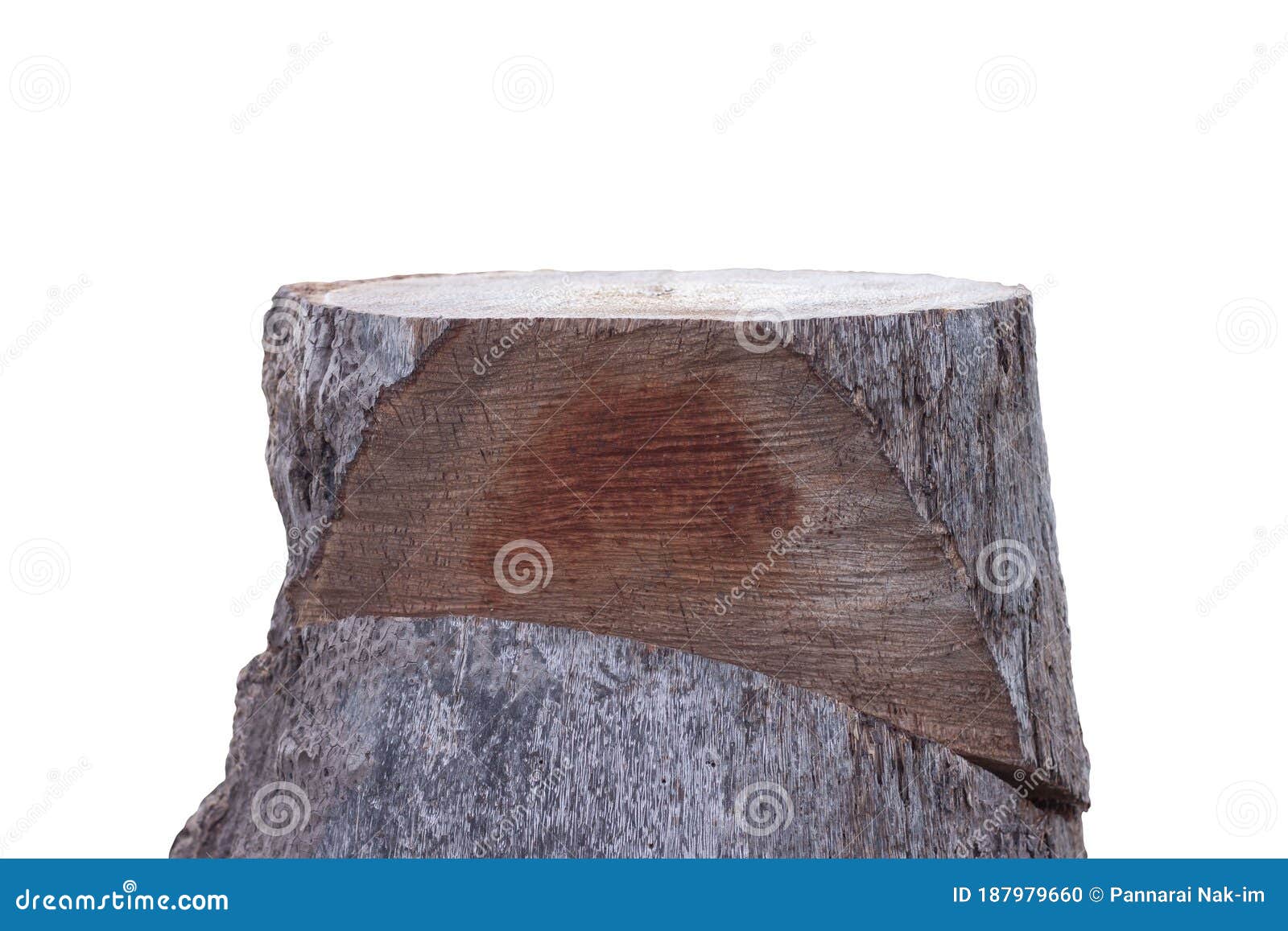The Surface of the Coconut Tree that Has Been Cut and Saw Marks ...