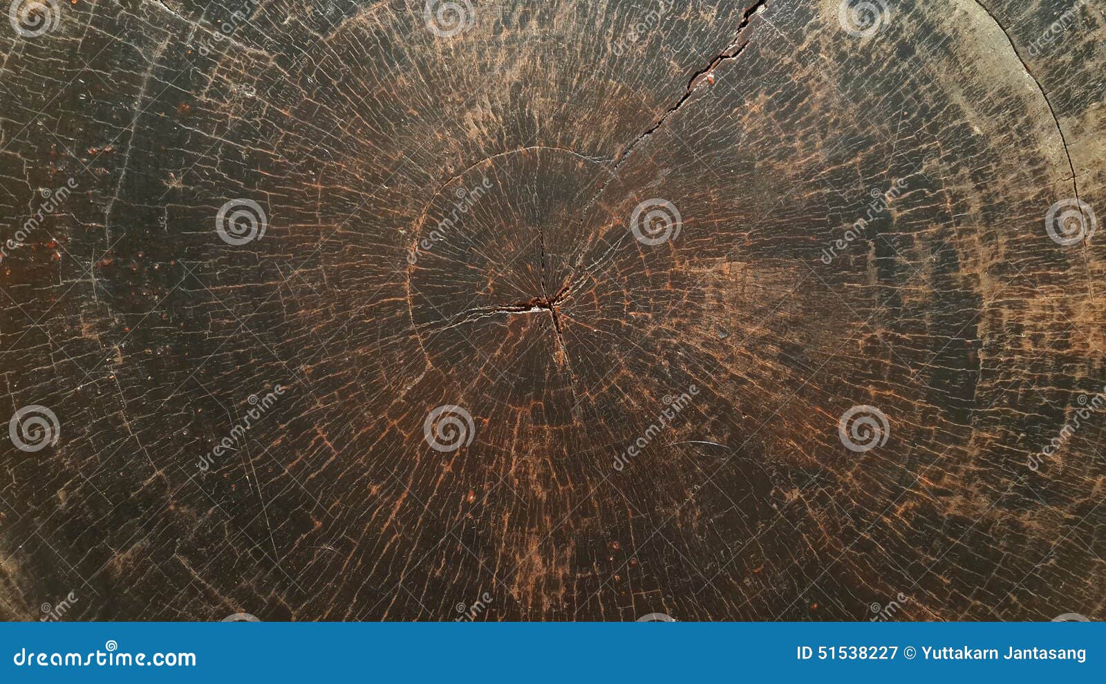 Surface core trees stock image. Image of panel, background - 51538227