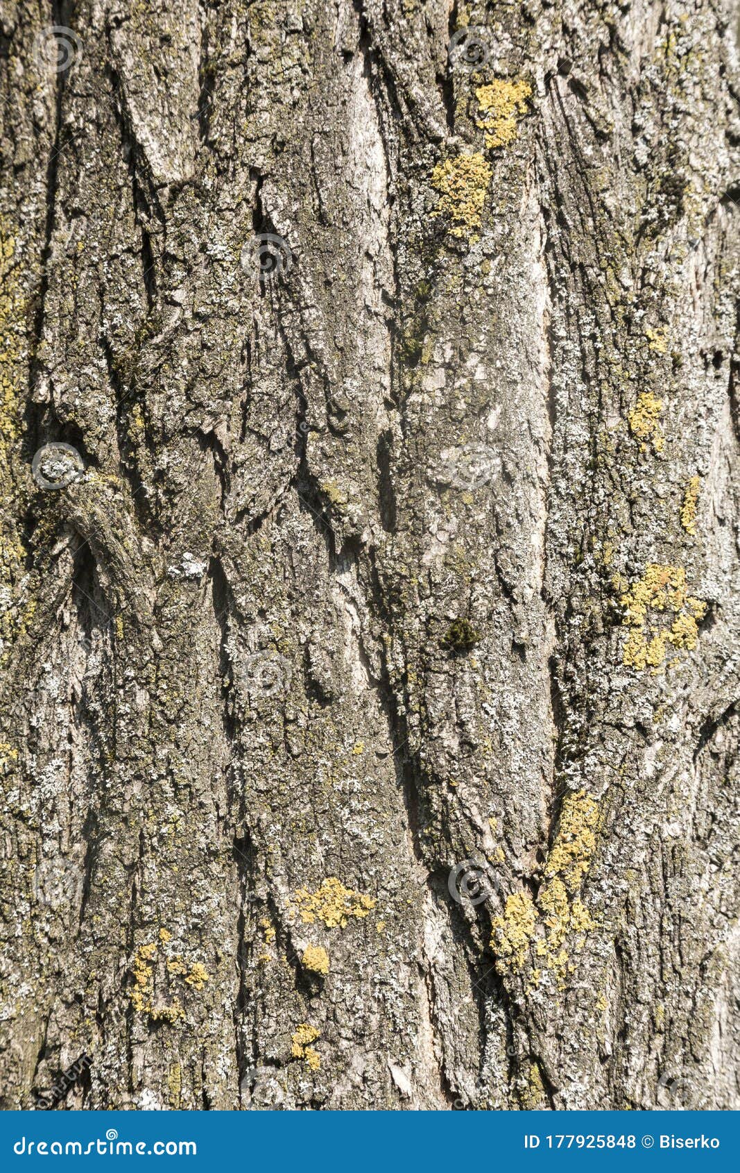 Crust of the old tree stock photo. Image of pollution - 177925848