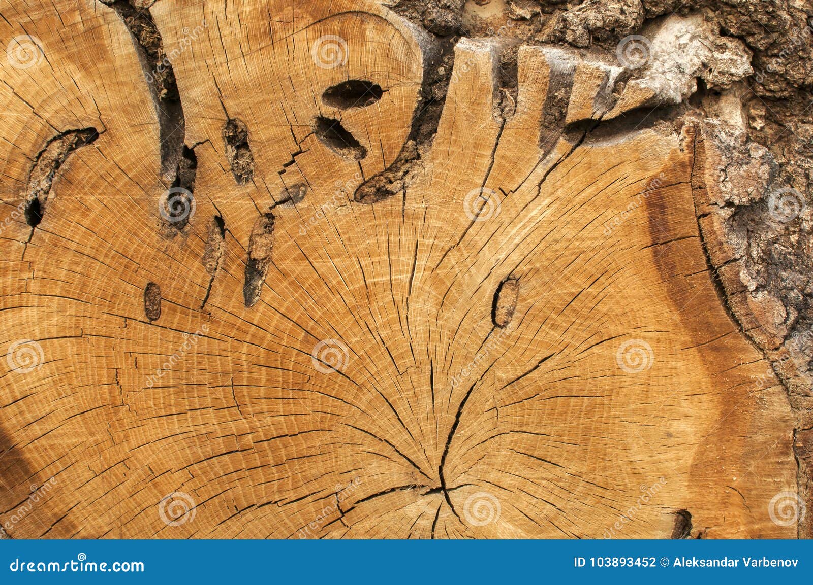 Cut oak log surface stock photo. Image of closeup, surface - 103893452