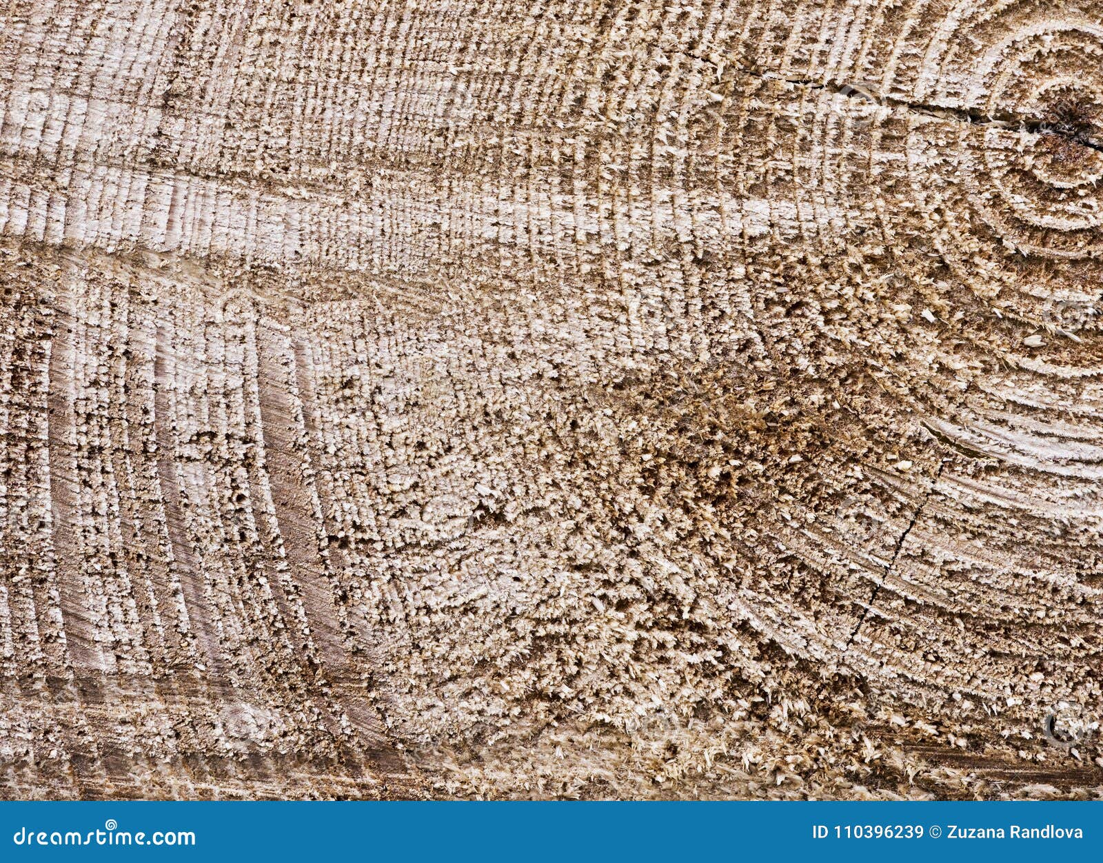 Surface of a Cut Tree Trunk Stock Image - Image of brown, close: 110396239