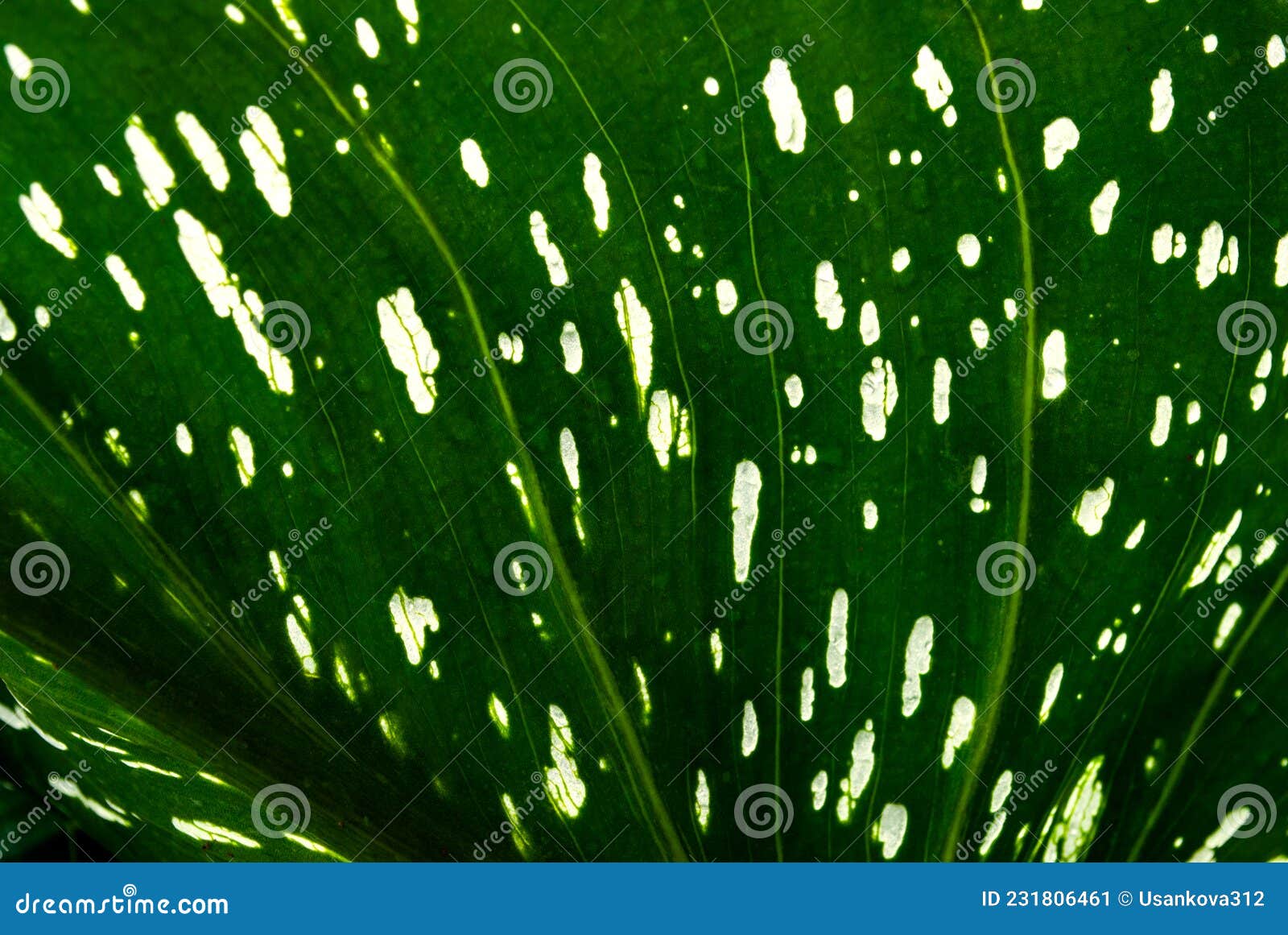 The Surface of a Mottled Dark Leaf Stock Image - Image of background ...