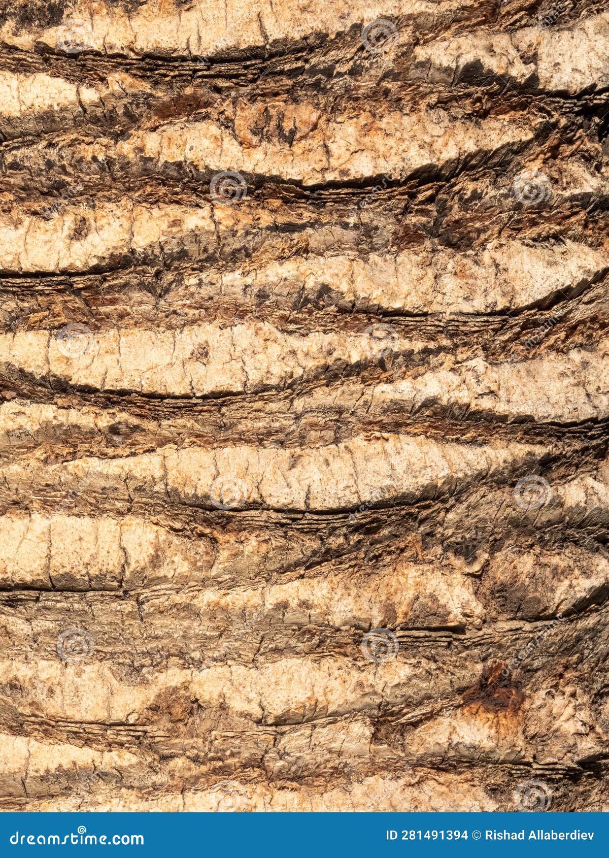 The Surface of the Date Palm Trunk in the Rays of the Morning Sun Stock ...