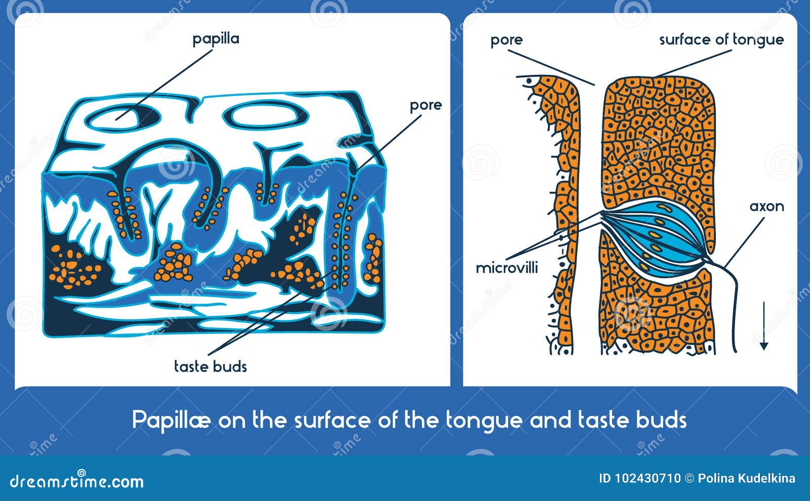 Surface De La Langue Et Des Papilles Gustatives Plan De Vecteur ...