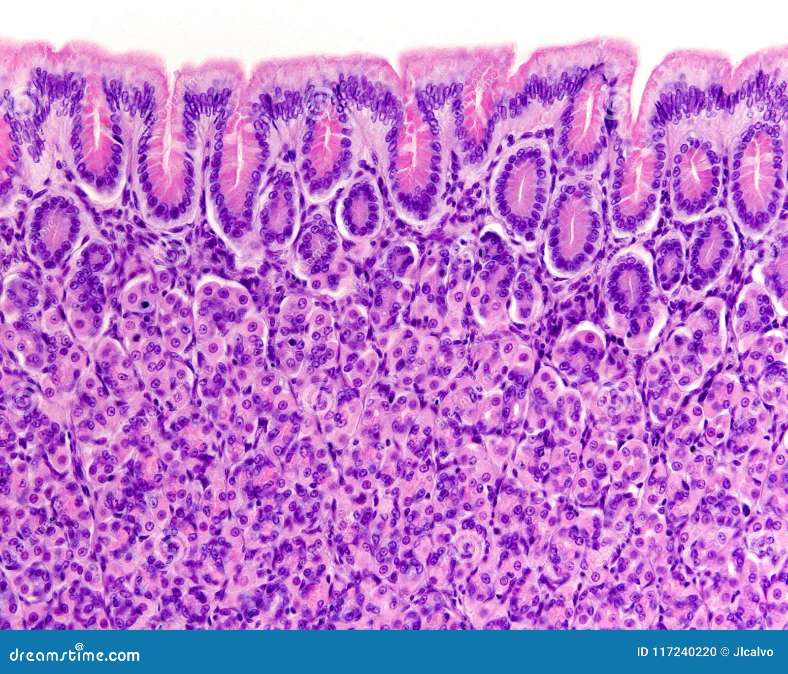Surface De Muqueuse Gastrique Photo stock - Image of lumière, région ...