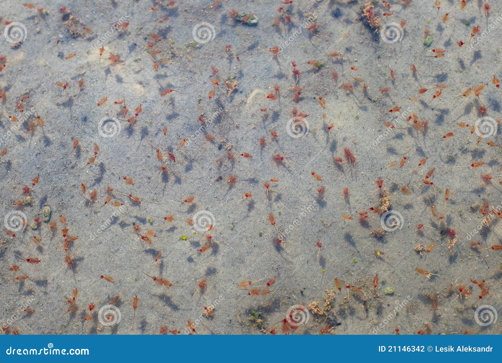 Small Dead Organisms Stock Photos - Free & Royalty-Free Stock Photos ...