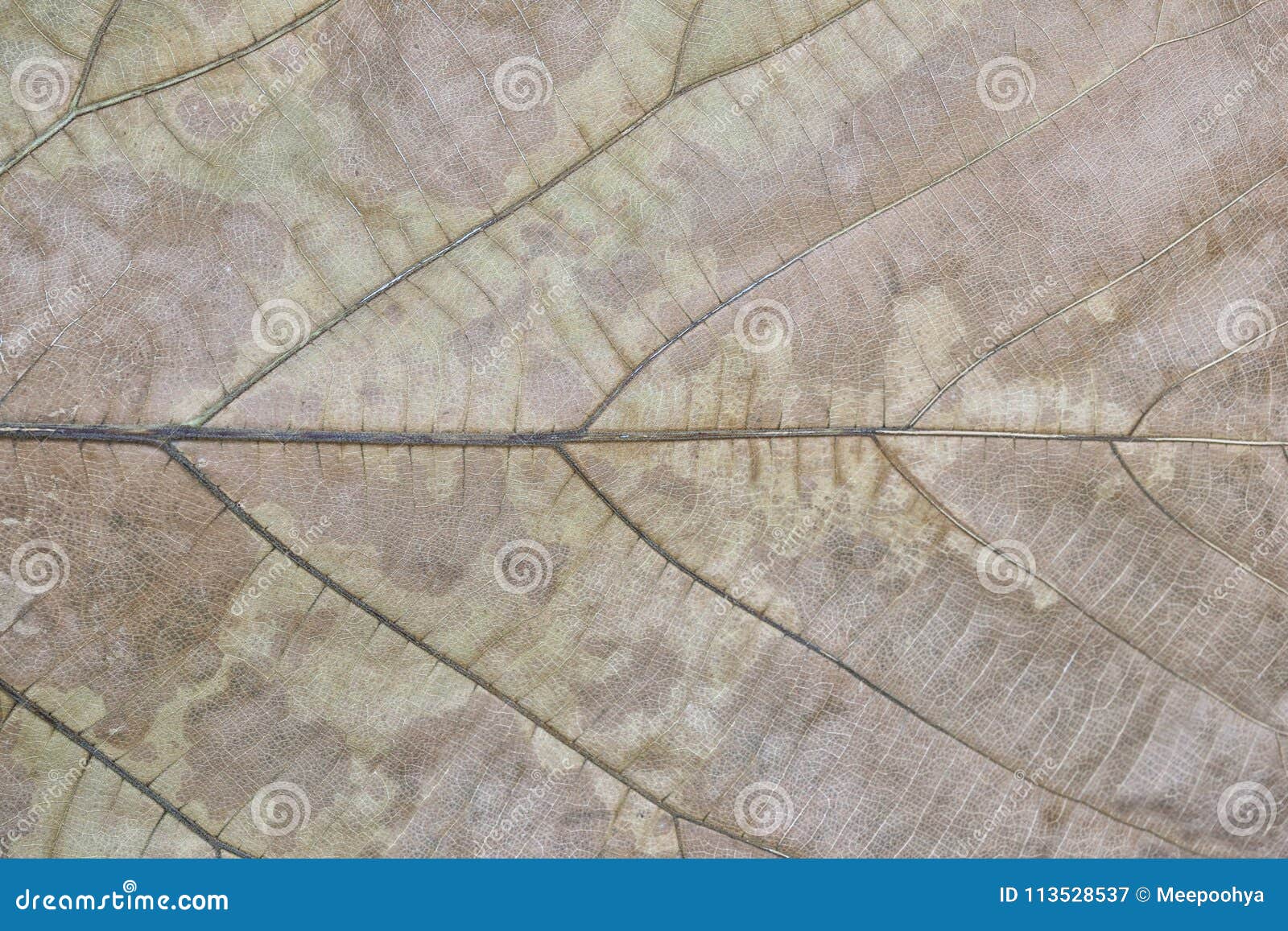Surface of Dried Leaves is a Natural Pattern. Stock Image - Image of ...