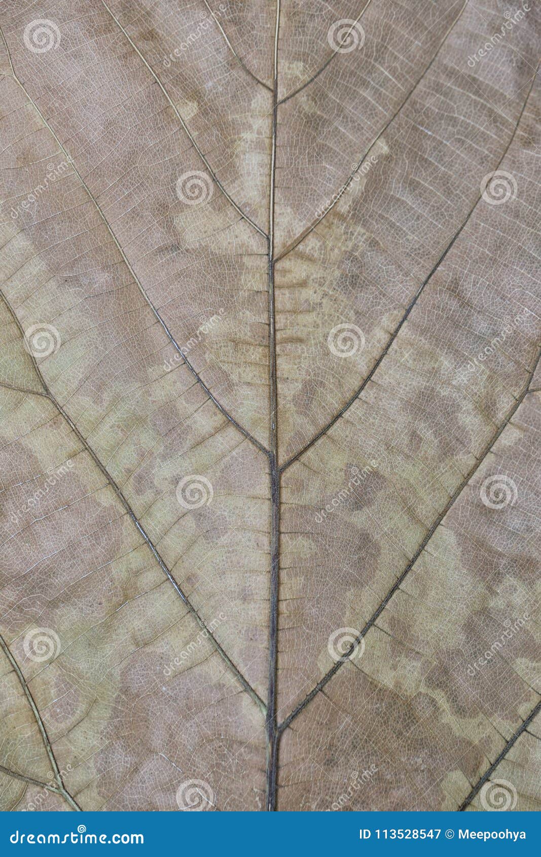 Surface of Dried Leaves is a Natural Pattern. Stock Image - Image of ...