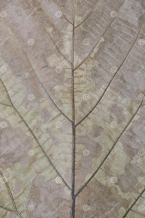 Surface of Dried Leaves is a Natural Pattern. Stock Image - Image of ...
