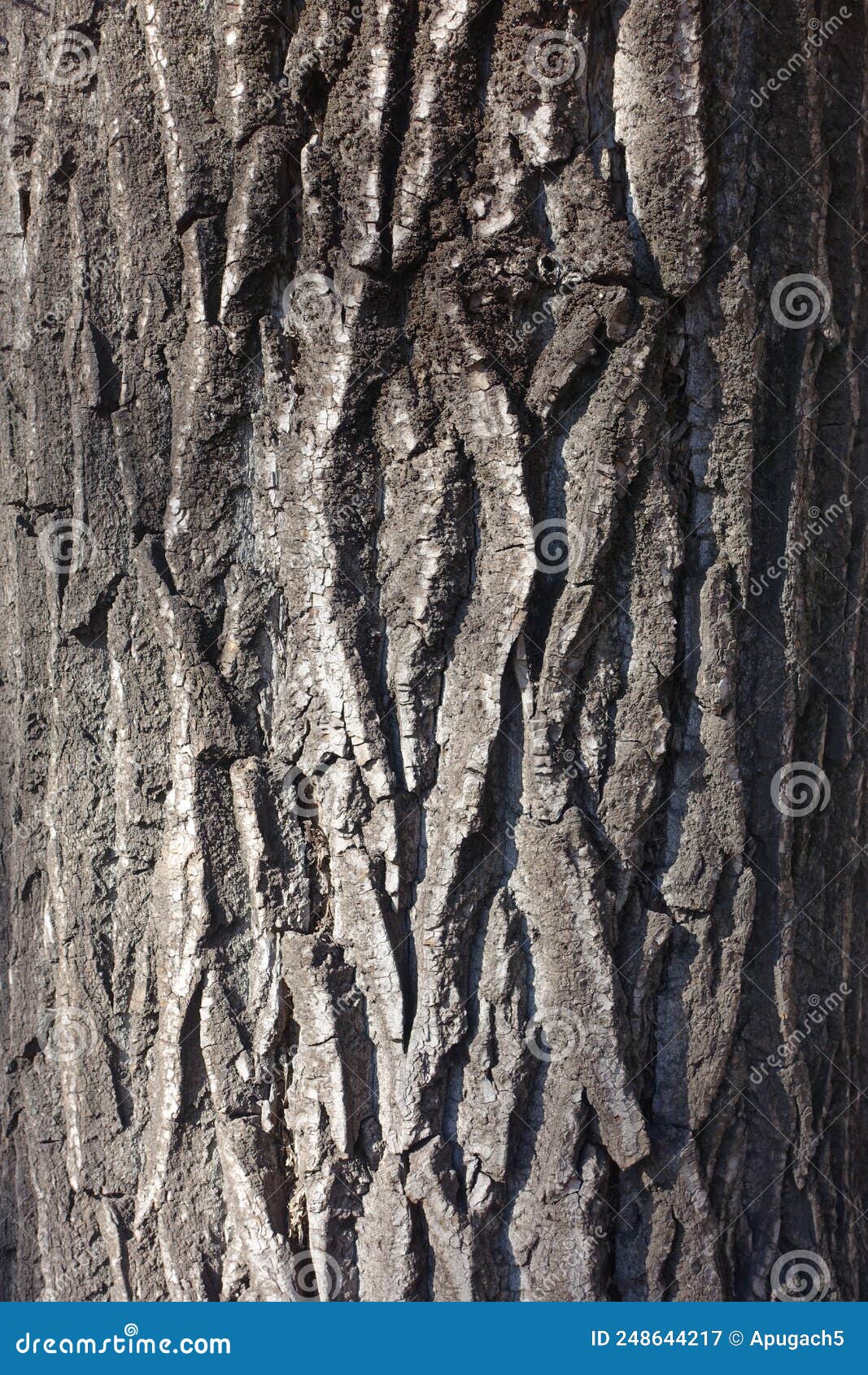 Surface of Dry Bark of Field Elm Stock Image - Image of furrowed, rough ...