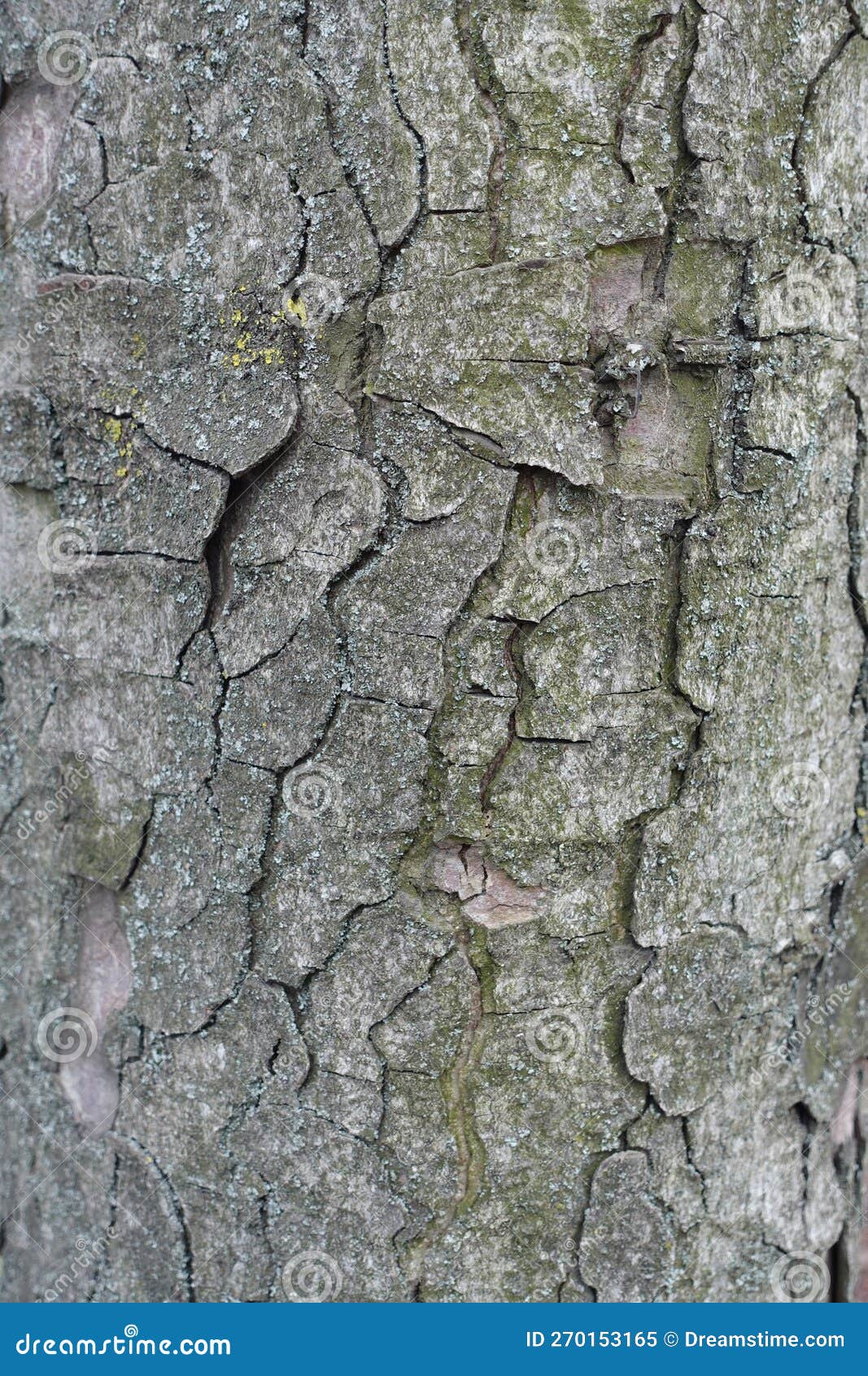 Surface of Dry Bark of Horse Chestnut Stock Image - Image of closeup ...