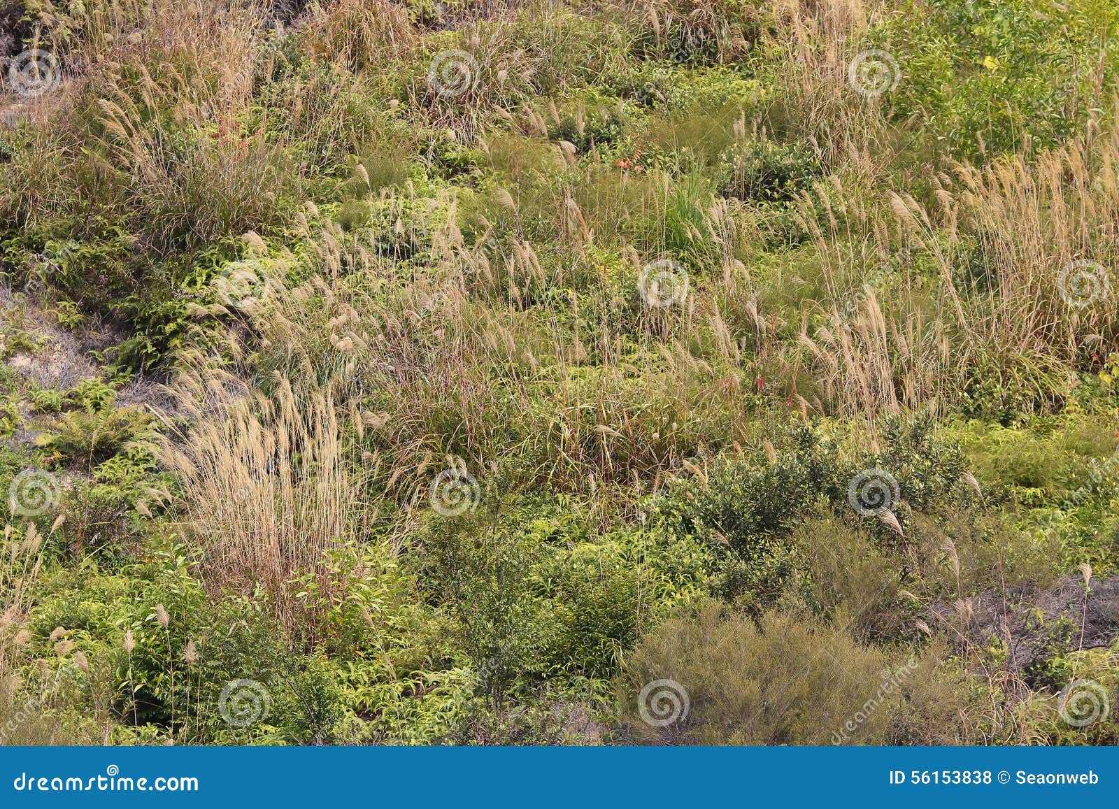 Surface Dry Grass Illuminated by Sunlight, Fall Season Stock Photo ...