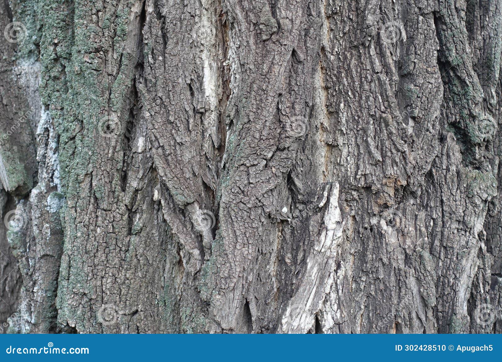 Surface of Gray Bark of Robinia Pseudoacacia Stock Photo - Image of ...