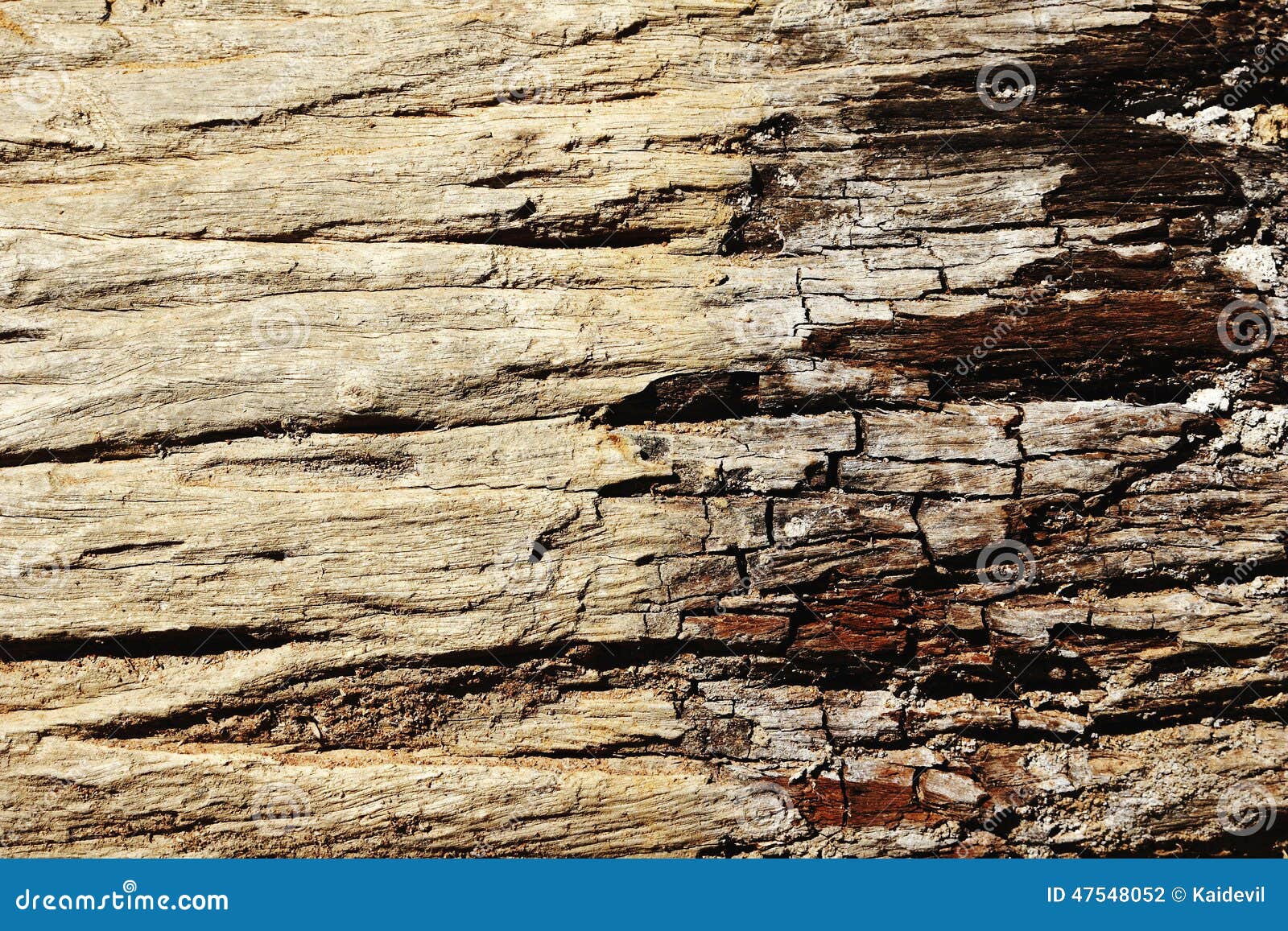 Surface of dry log stock photo. Image of stump, natural - 47548052