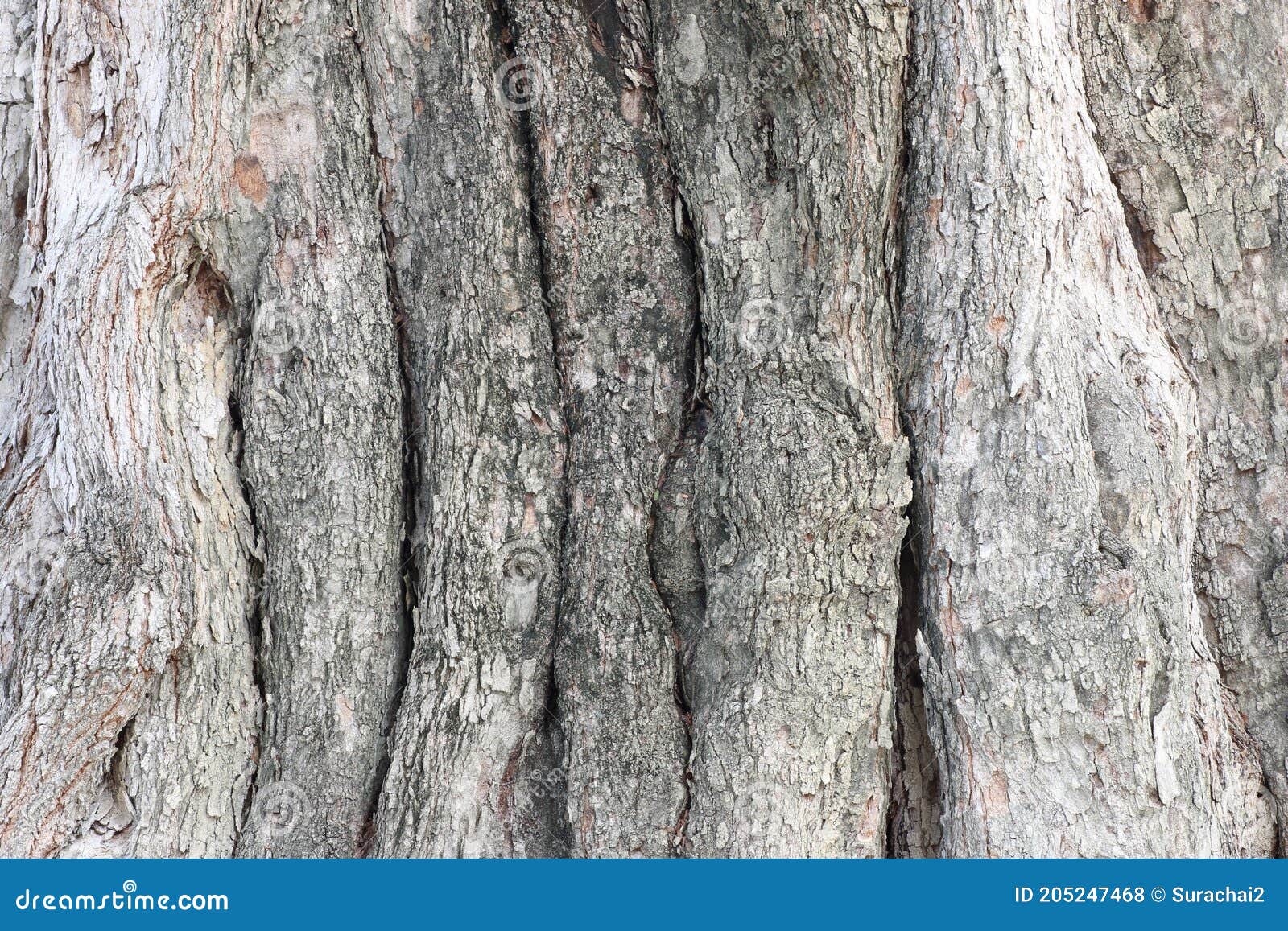 Surface of the Dry Tree Bark Texture Background Stock Photo - Image of ...