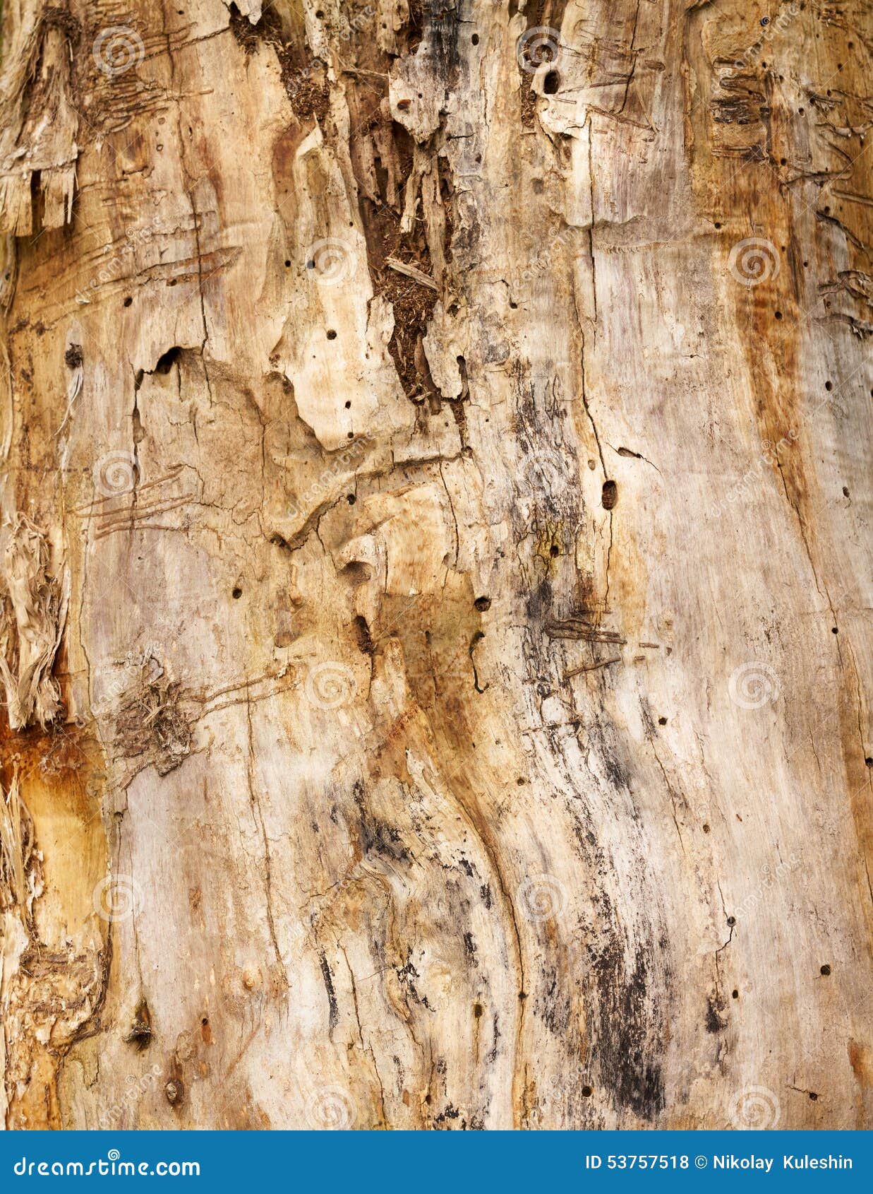Surface of the dry tree stock photo. Image of macro, abstract - 53757518
