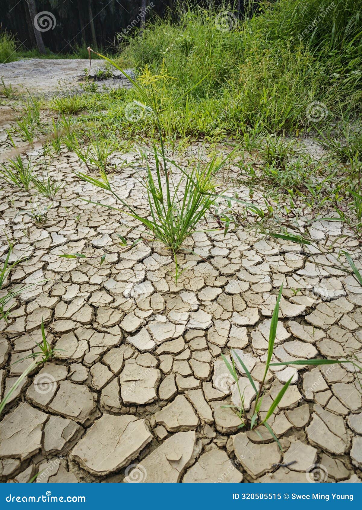 Surface Earth Soil Cracking Due To Hot Weather. Stock Image - Image of ...