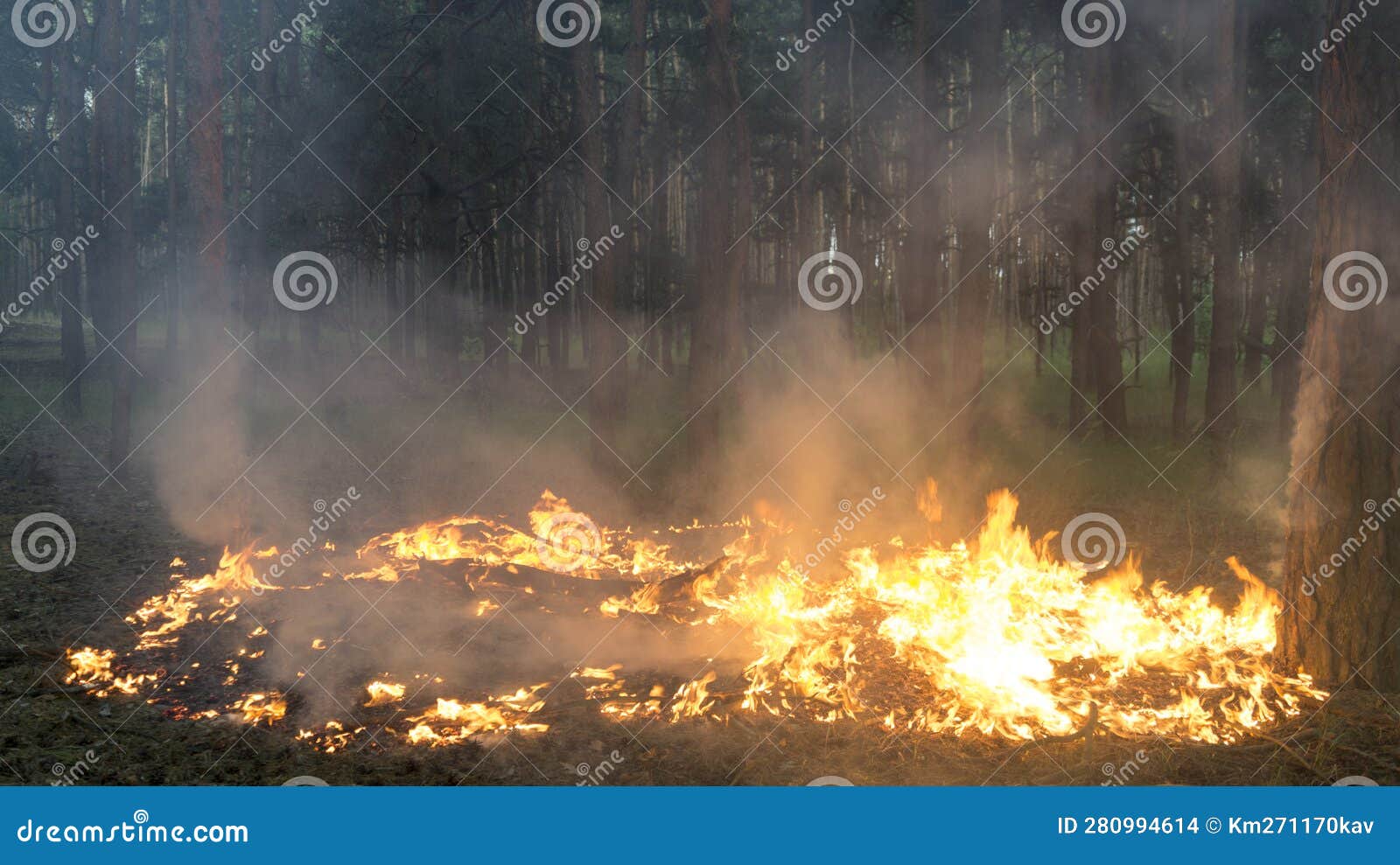 Surface Fire in a Pine Forest Stock Photo - Image of ground, burn ...