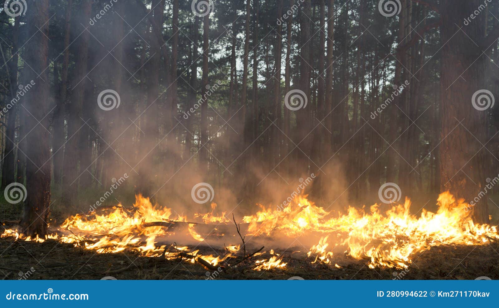 Surface Fire in a Pine Forest Stock Photo - Image of pines, fire: 280994622