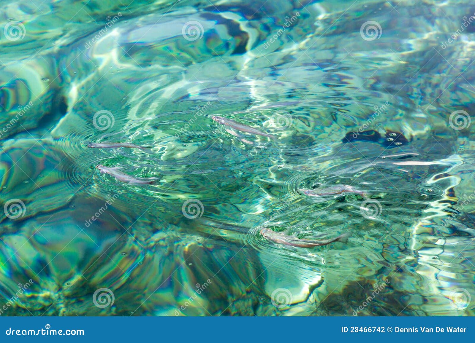 Surface fish stock photo. Image of aquatic, calm, color - 28466742