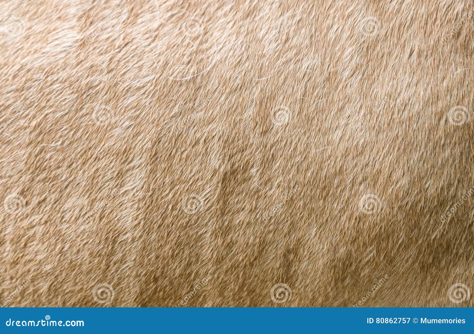 Horse Texture Stock Photography | CartoonDealer.com #24635000