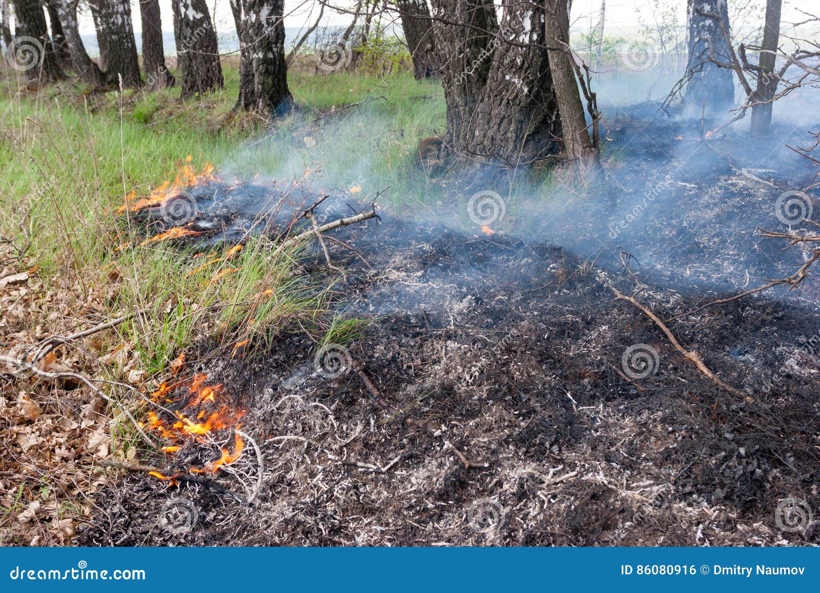 Surface Grass Fire in a Forest Stock Photo - Image of environmental ...