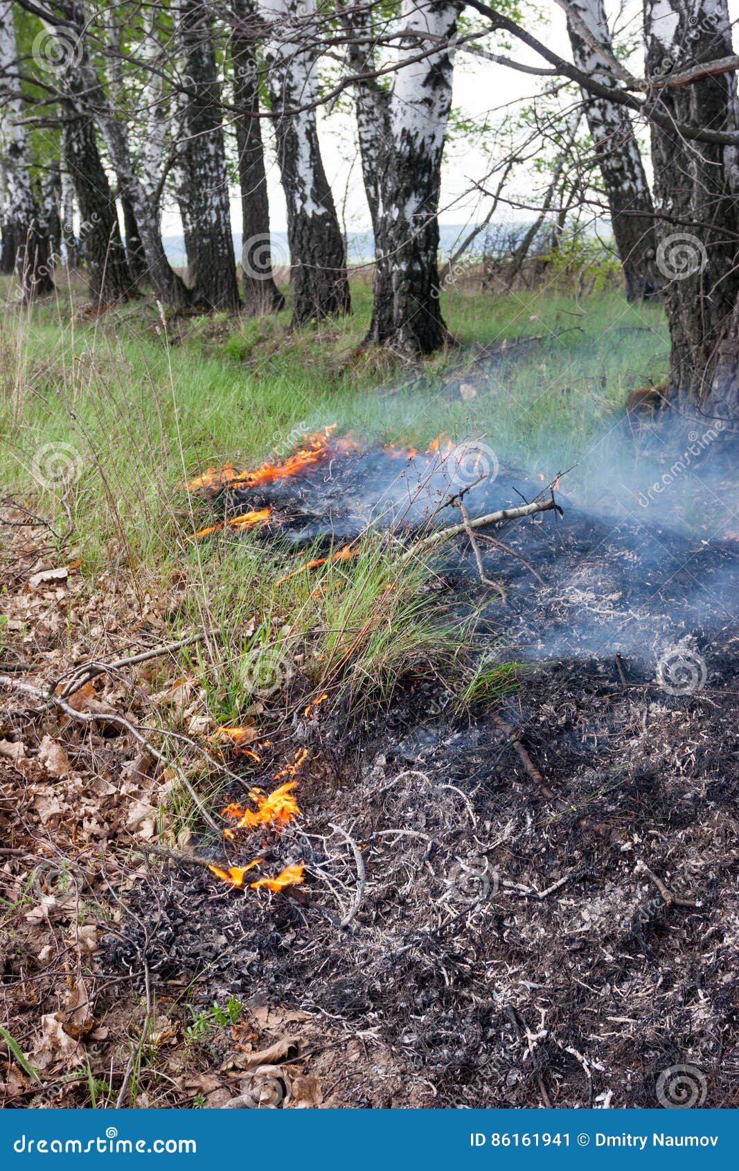 Surface Grass Fire in a Forest Stock Image - Image of damage, crawling ...