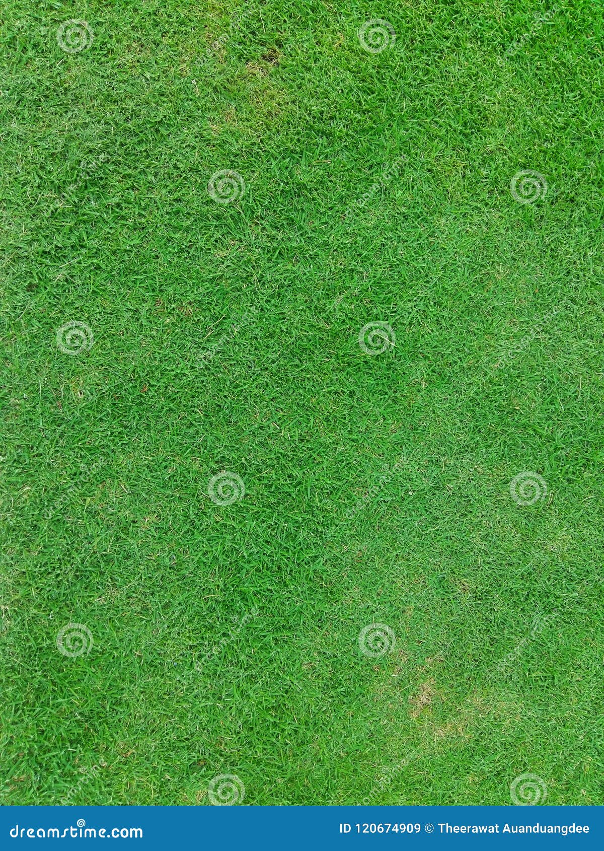 The Surface of the Grass is Green Stock Image - Image of daytime ...