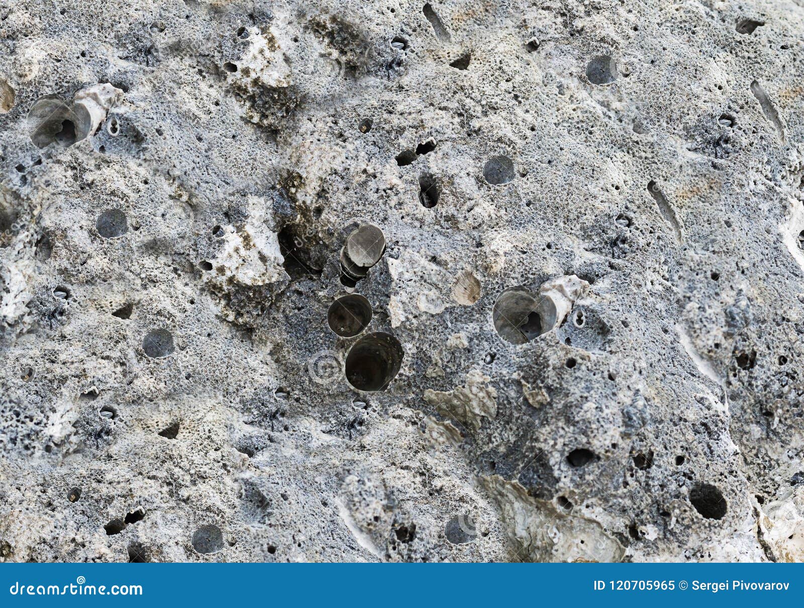 Surface Gray Natural Stone With Veined Shells Light Base Texture ...