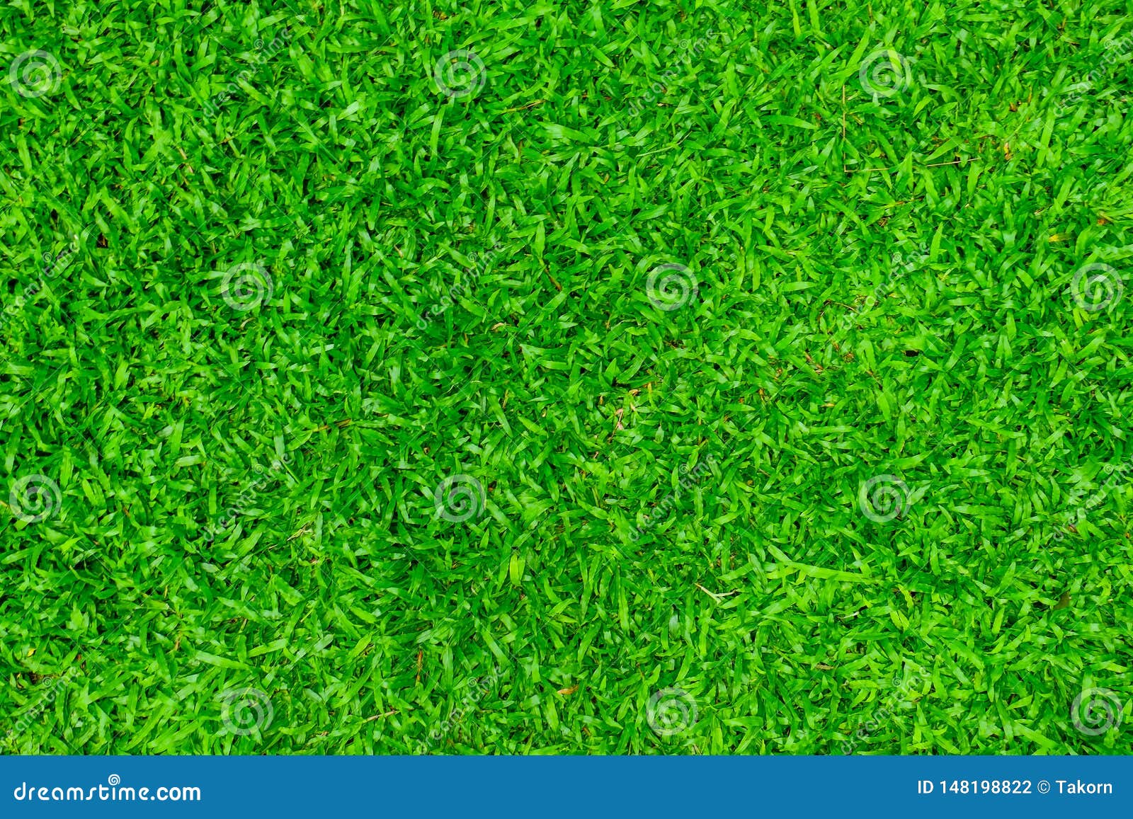 The Surface of the Green Grass for the Design Work that Feels Fresh ...