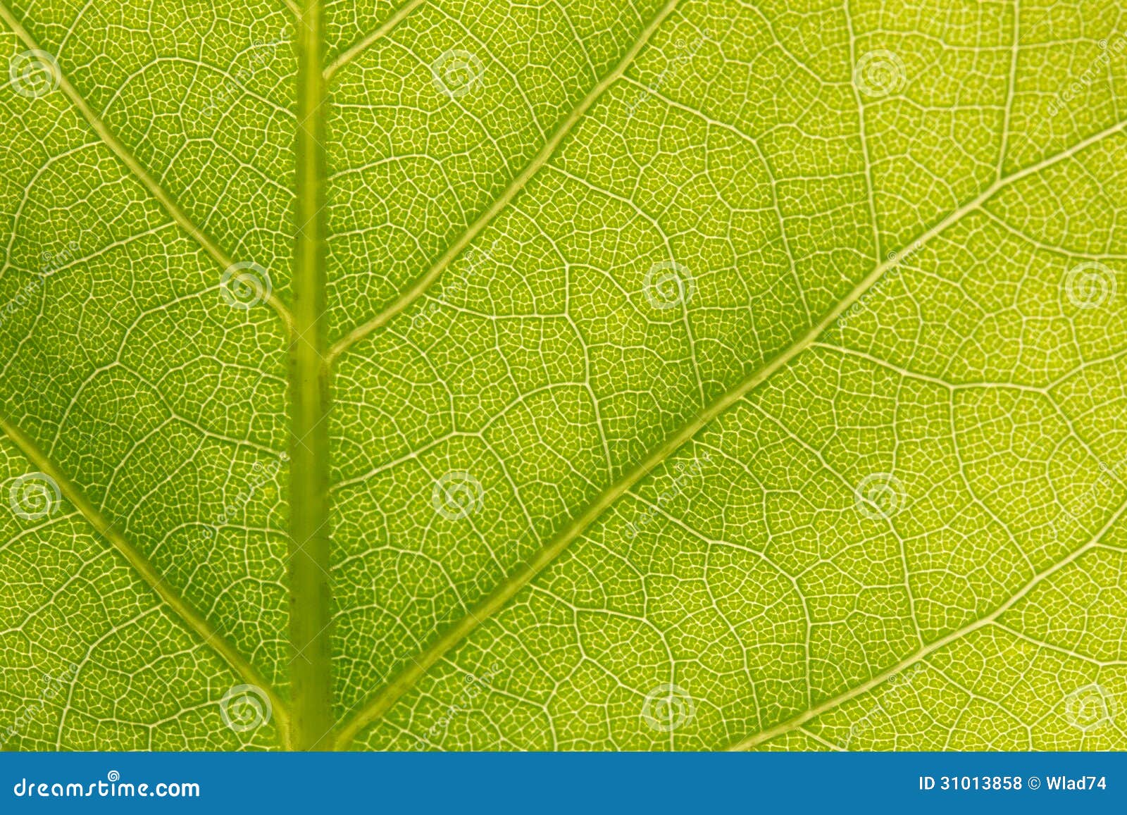 Surface of the Green Leaf in Sunlight Stock Photo - Image of green ...
