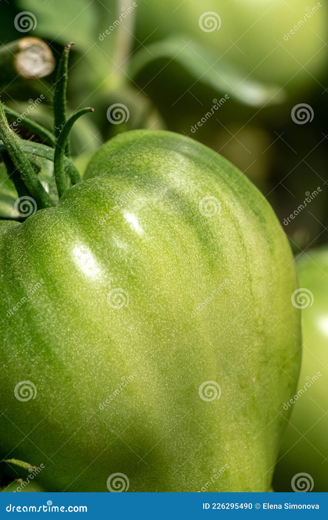 Surface of Green Not Ripe Tomato, Macro Stock Photo - Image of organic ...