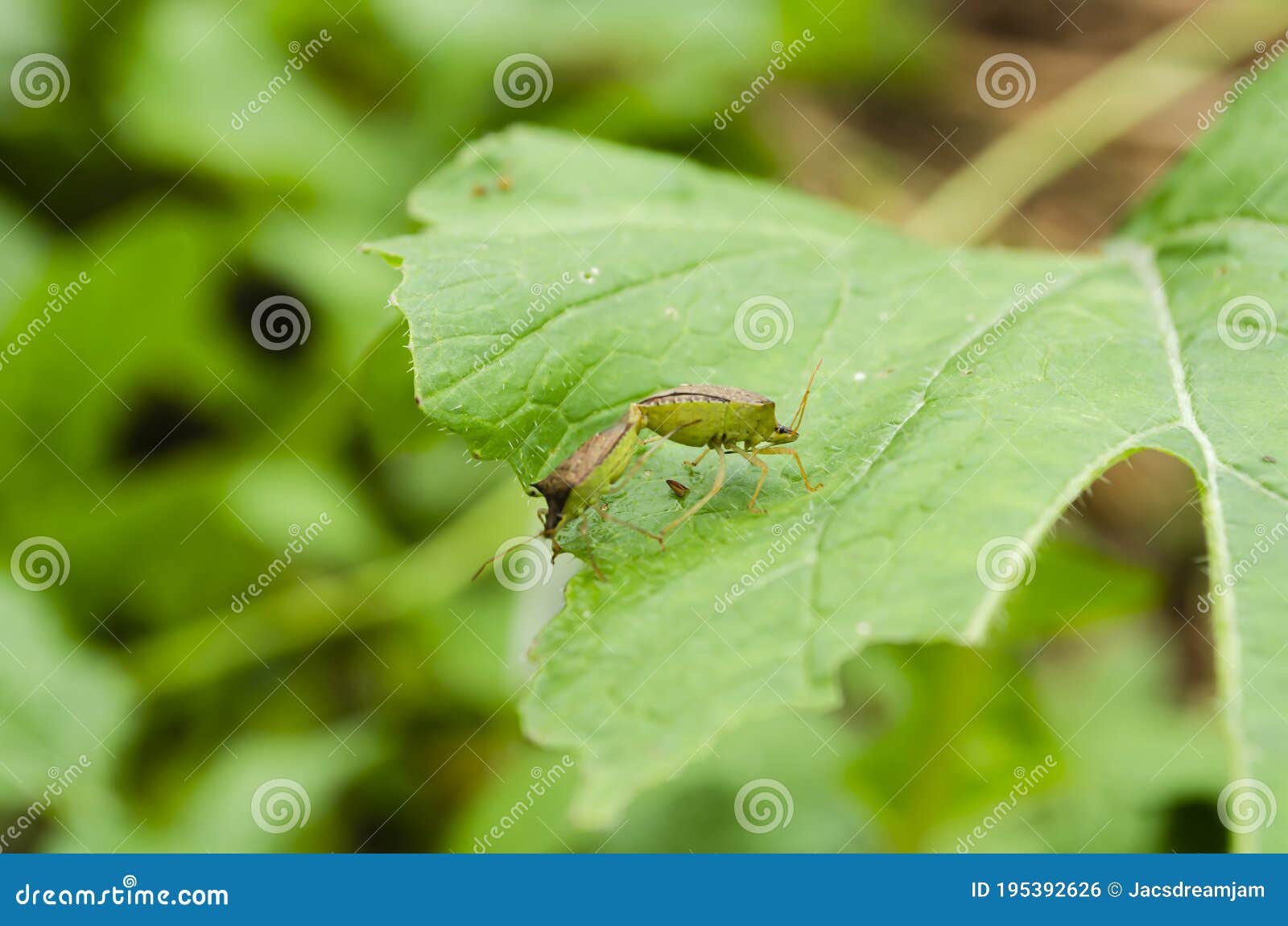 Stink Bug. Mating Insects On The Hand. Blue Stink Bug. Wildlife Royalty ...