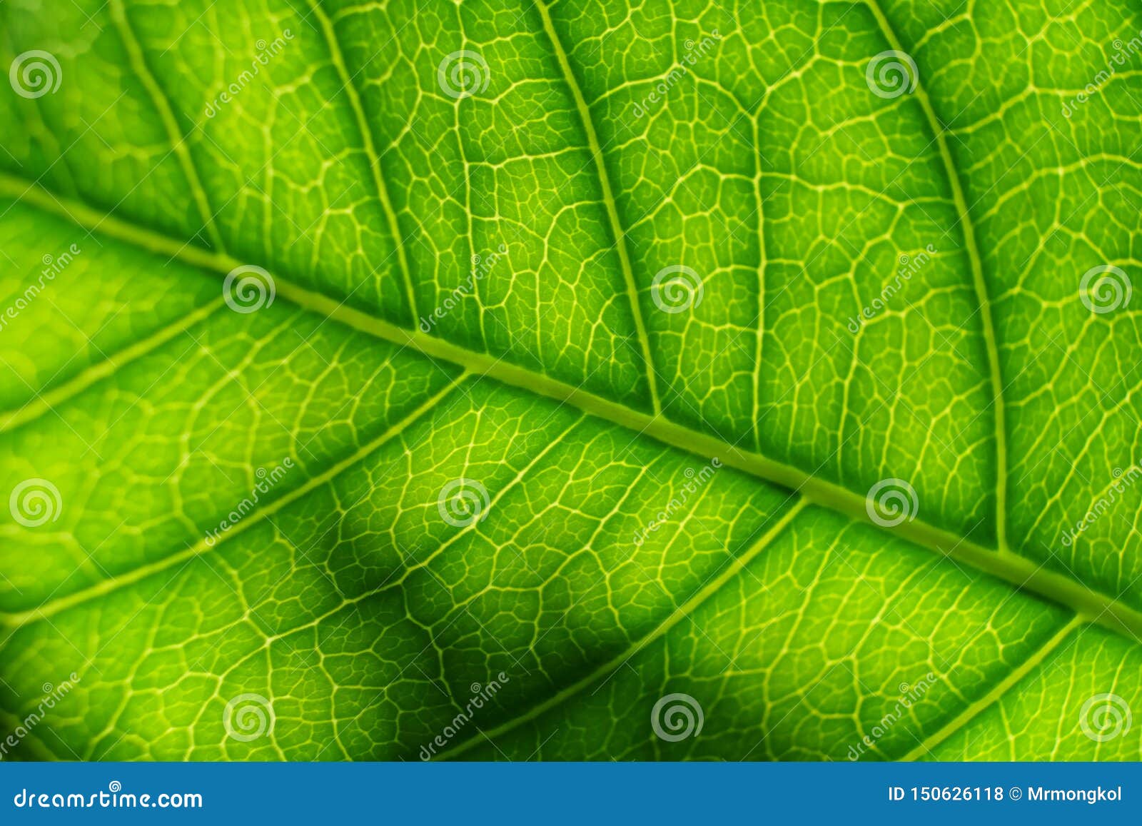 Surface of Green Translucent Tree Leaf Stock Photo - Image of organic ...