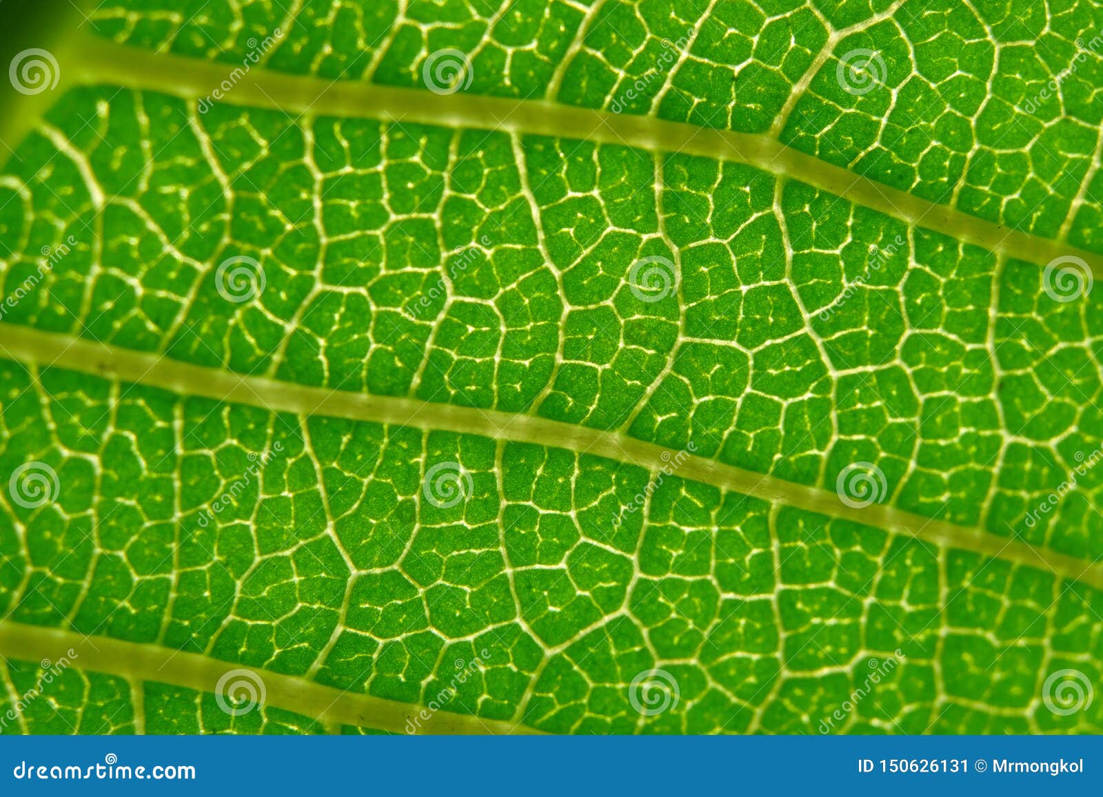 Surface of Green Translucent Tree Leaf Stock Image - Image of close ...