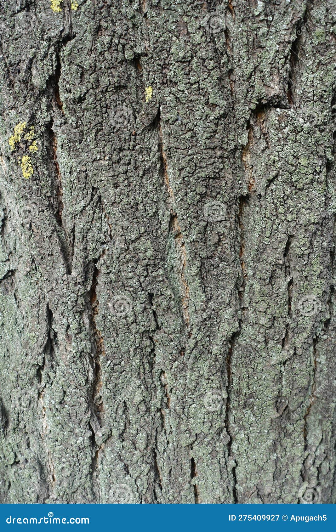 Surface of Grey Bark of Apricot Covered with Dry Lichen Stock Image ...