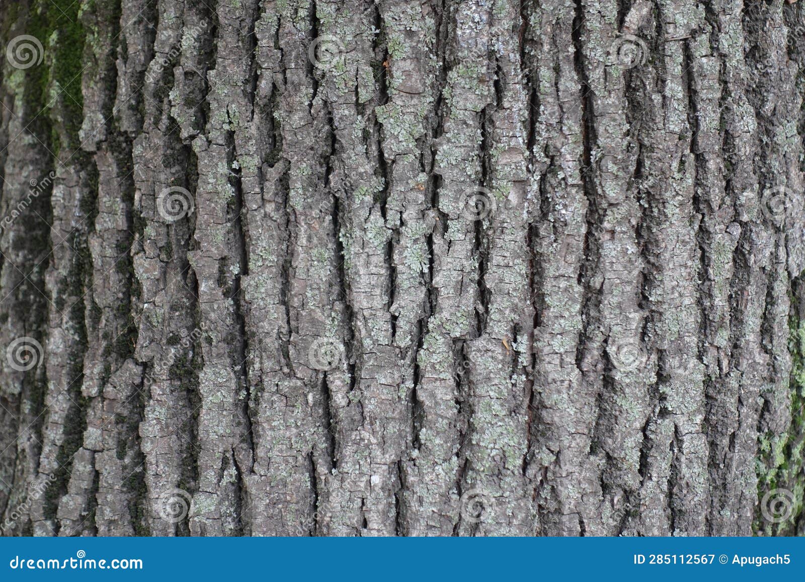 Surface of Grey Bark of Linden Tree Stock Image - Image of wood, macro ...