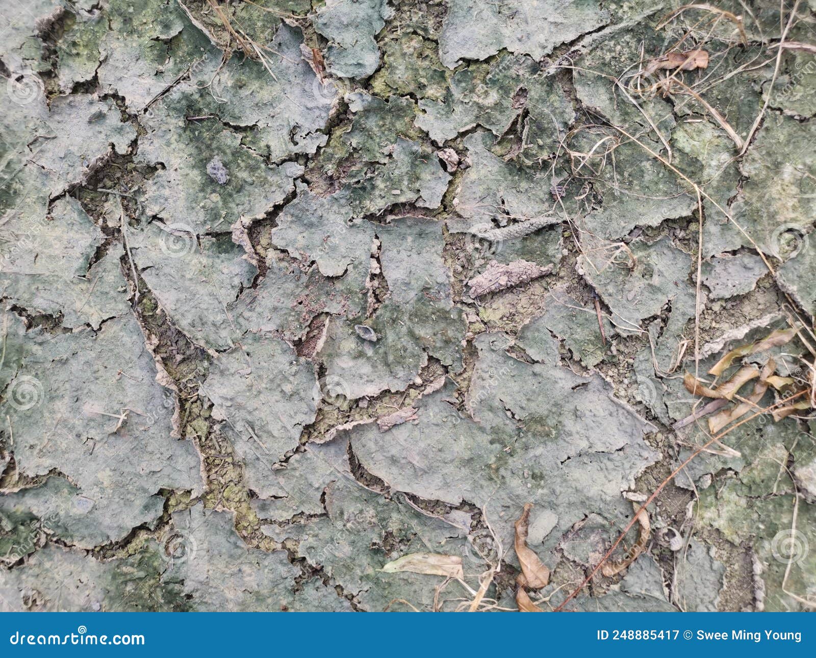 Surface Ground Crack Due To the Dryness Weather. Stock Image - Image of ...