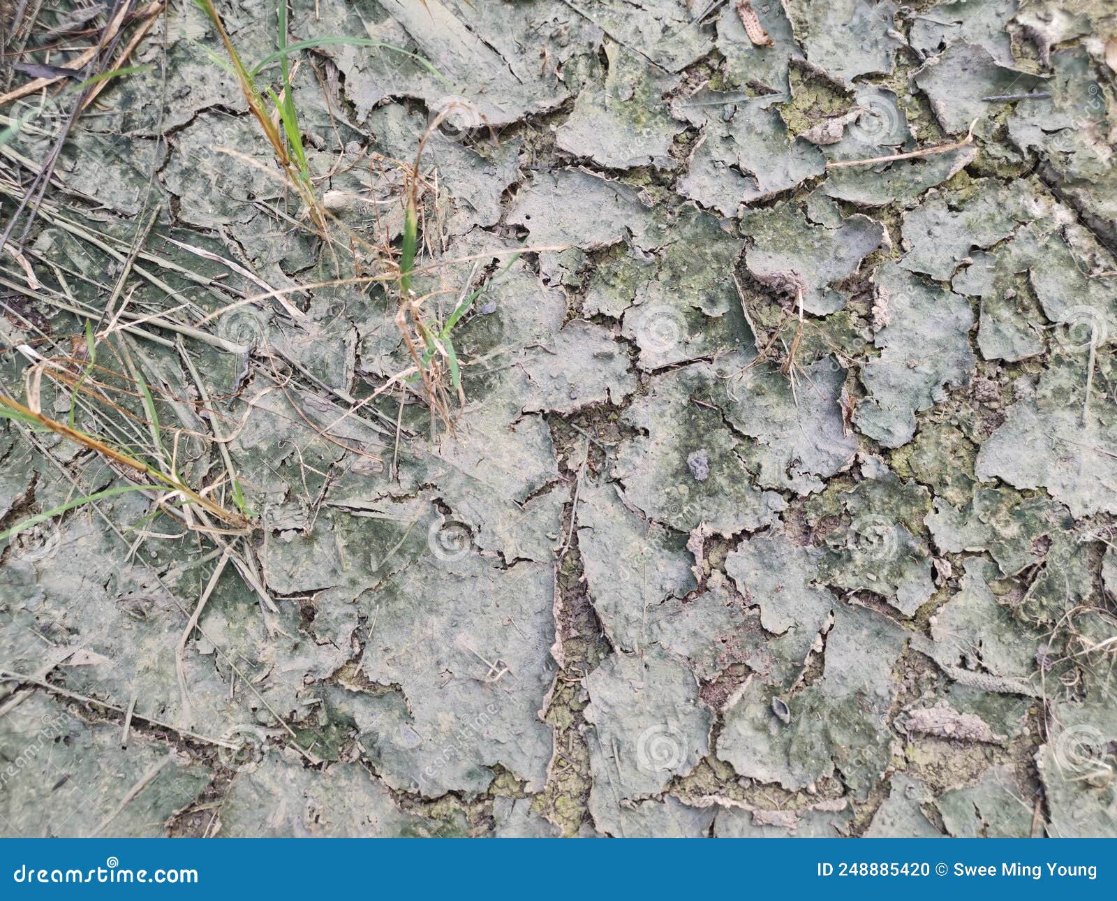 Surface Ground Crack Due To the Dryness Weather. Stock Photo - Image of ...