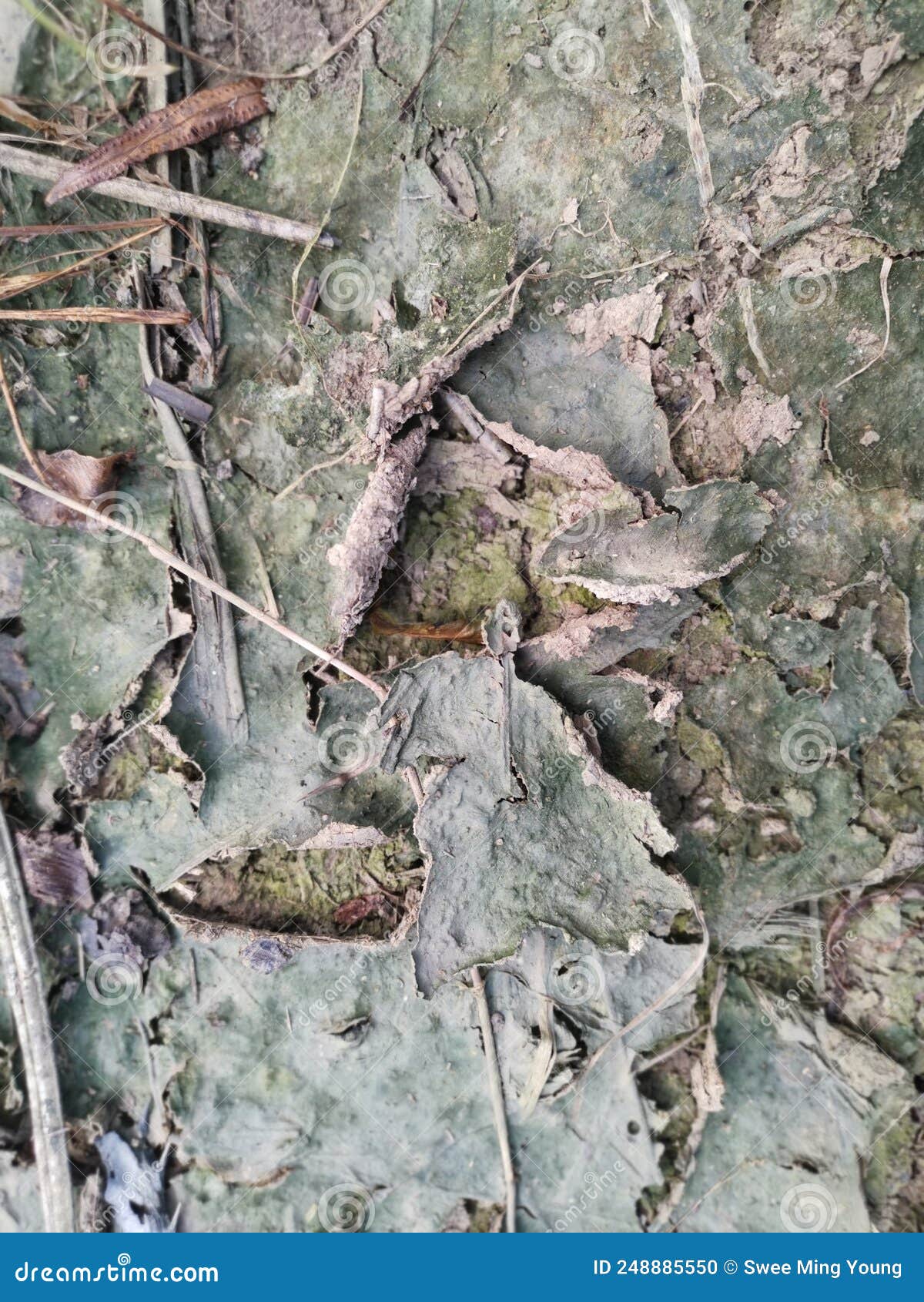 Surface Ground Crack Due To the Dryness Weather. Stock Photo - Image of ...